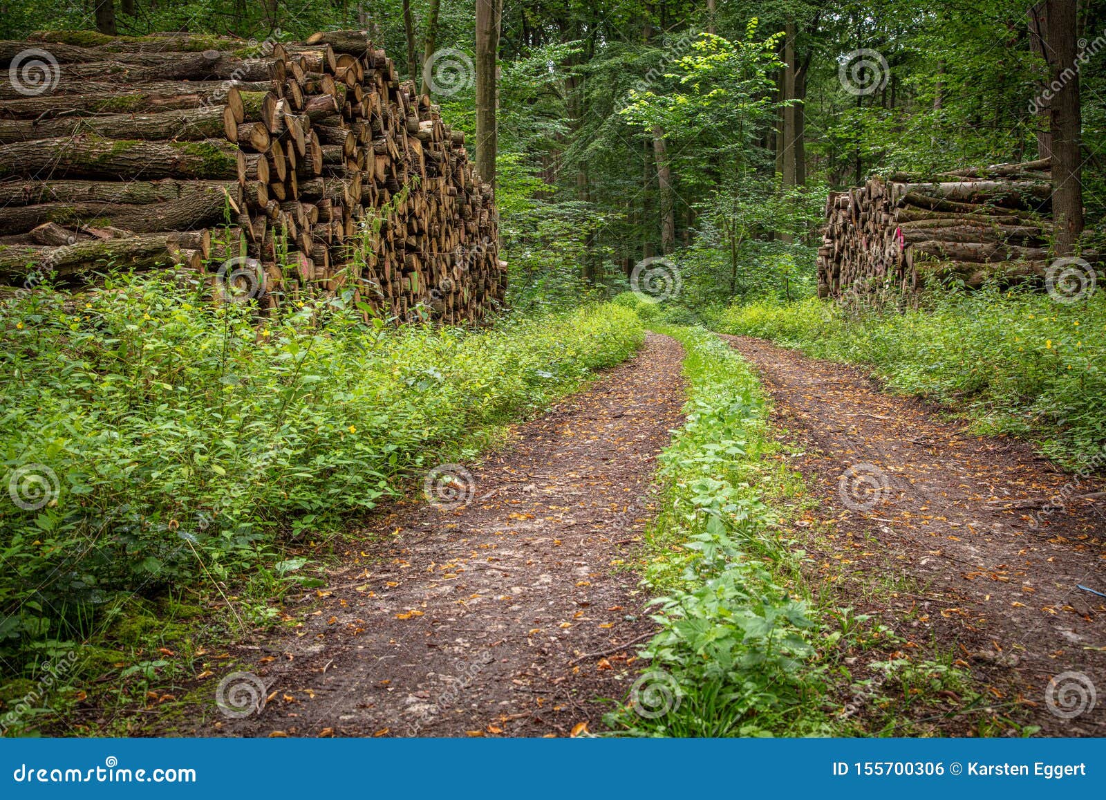 Wood Lies in Large Stacks on the Left and Right of a Forest Path Stock ...