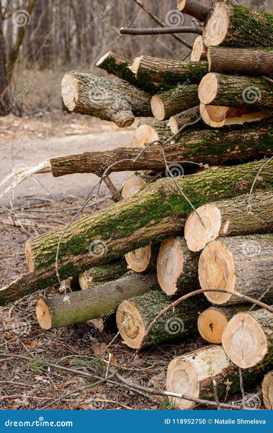 Cut wood logs stock photo. Image of ecological, pile - 118952750