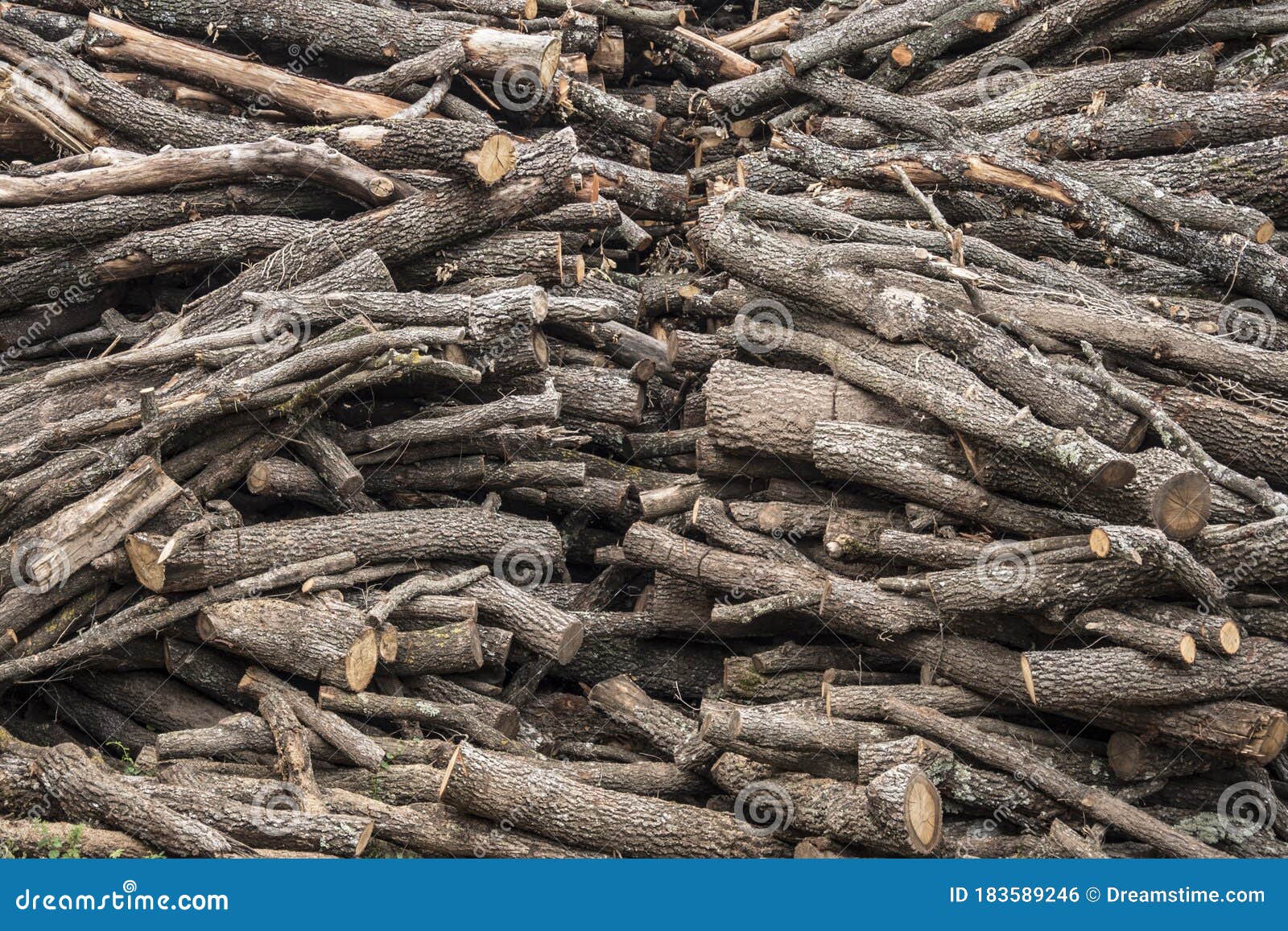 Many Trunks Chinese Fir Tree Cunninghamia Lanceolata In Spring ...