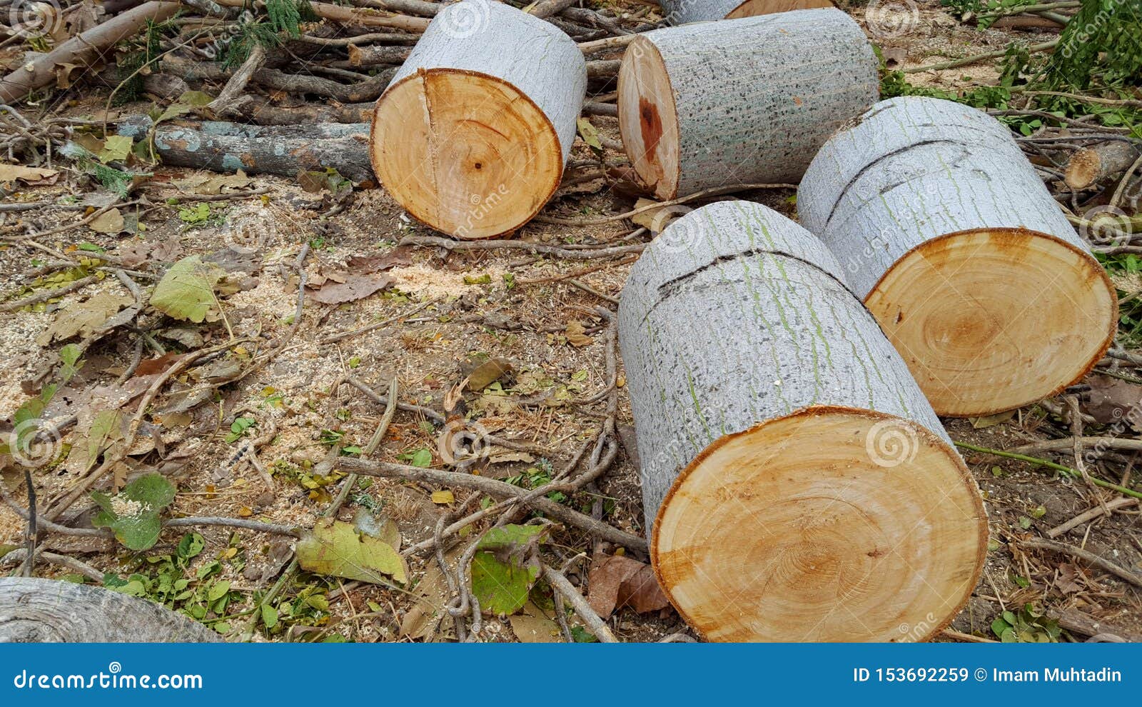 Cut Wood with Medium Diameter Stock Image - Image of chopped, split ...