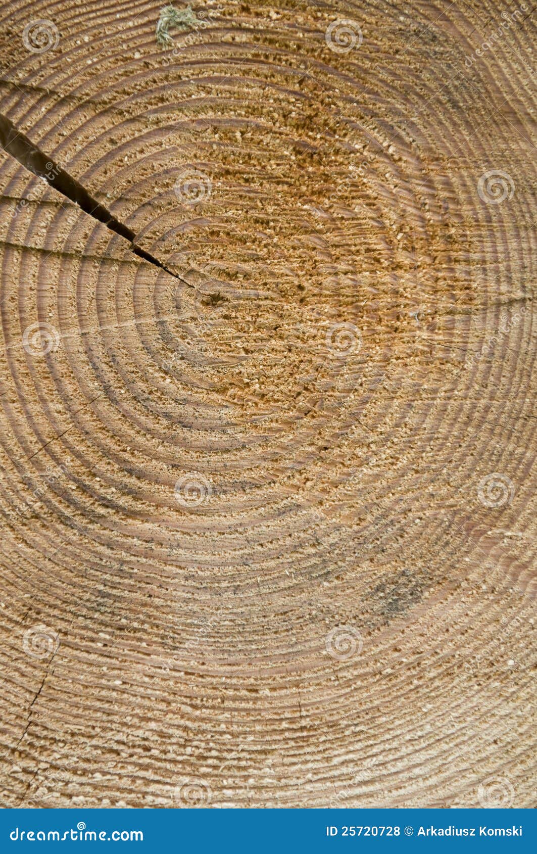 Cut wood texture stock photo. Image of textured, grain - 25720728