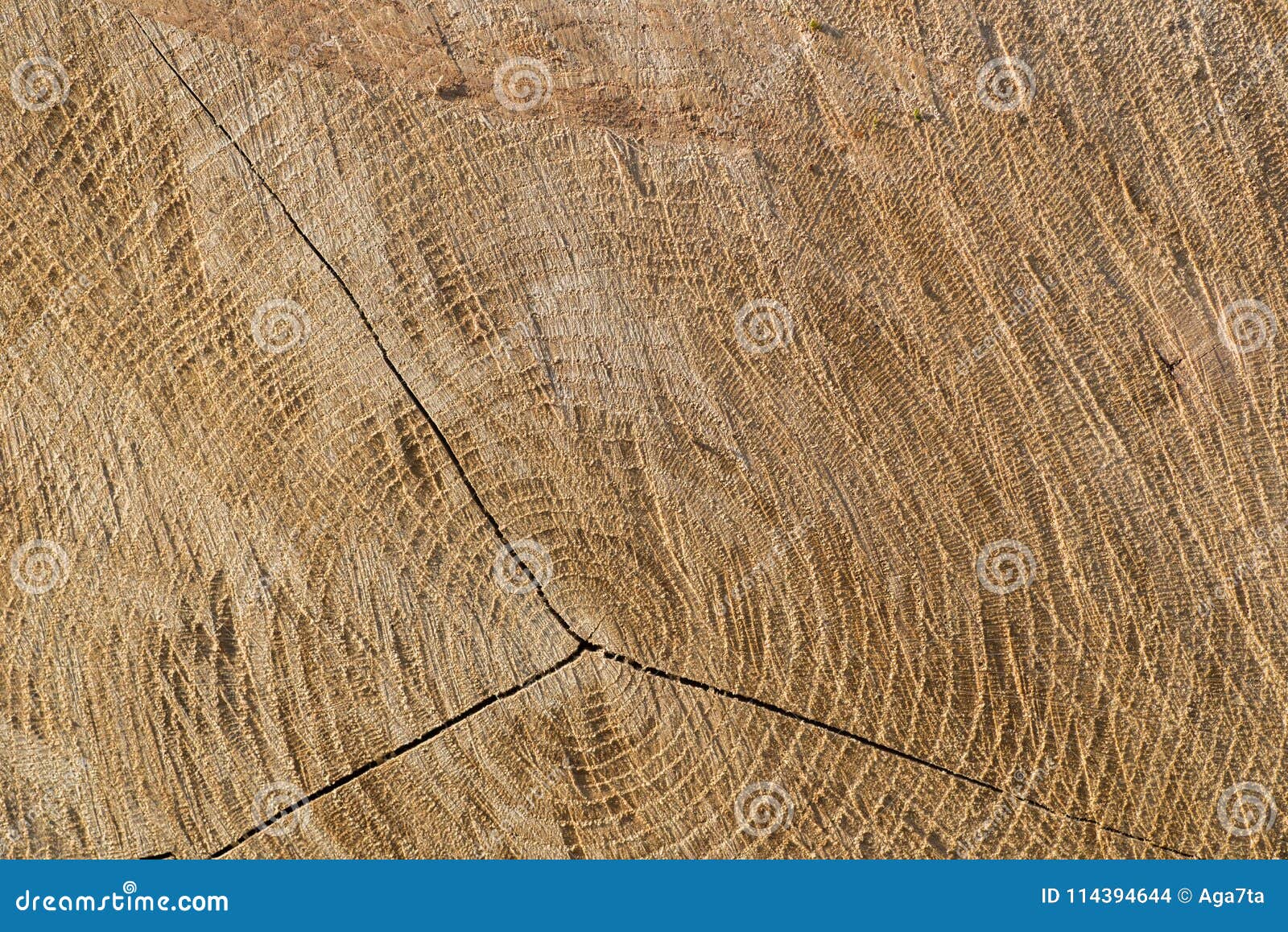 Cut Wood Texture Background Stock Photo - Image of backdrop, material ...