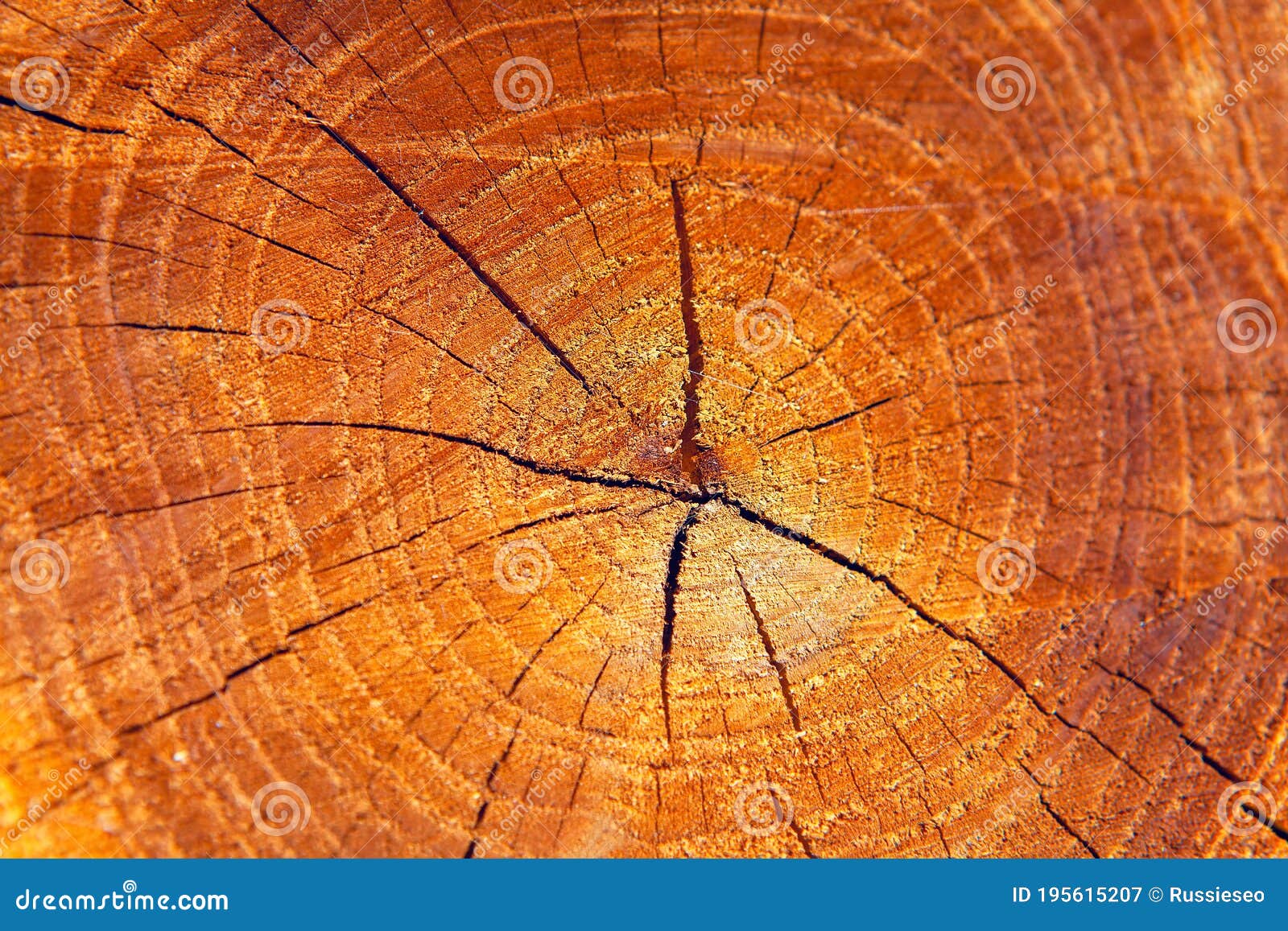 Cut wood texture stock image. Image of conifer, tree - 195615207