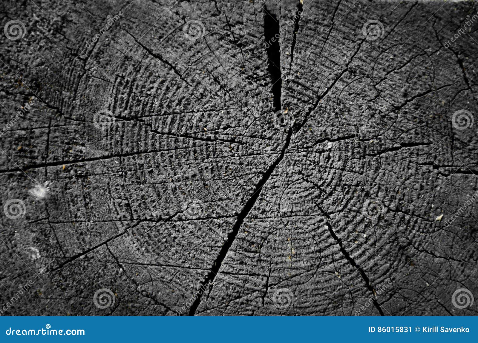 Cut Wood Texture Background Stock Image - Image of material, slice ...