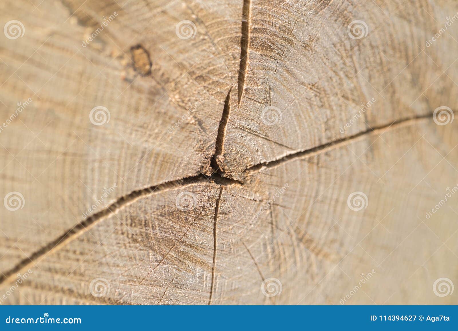 Cut Wood Texture Background Selective Focus Stock Image - Image of ...