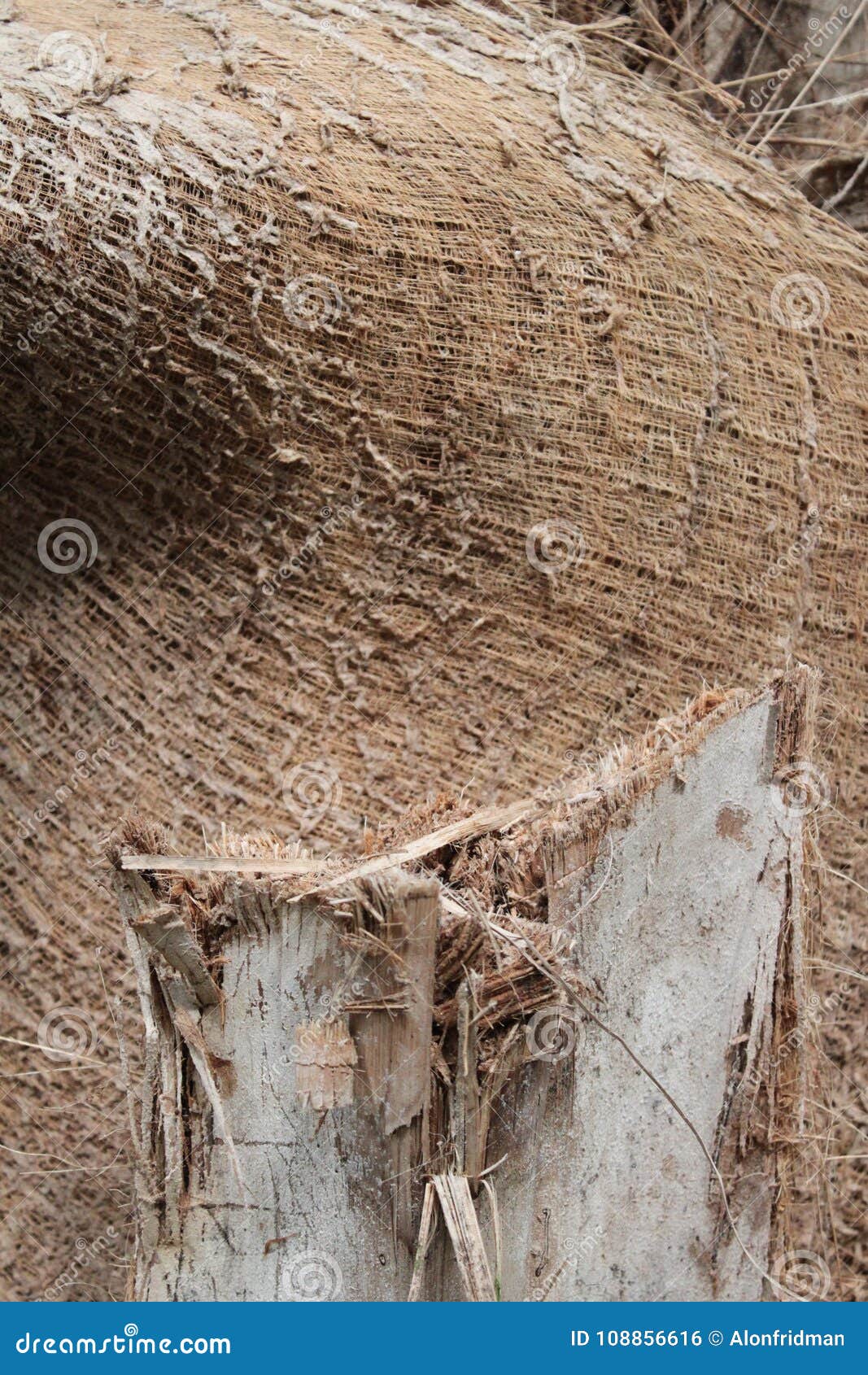 Wood Tree Trunk stock photo. Image of damage, nature - 108856616