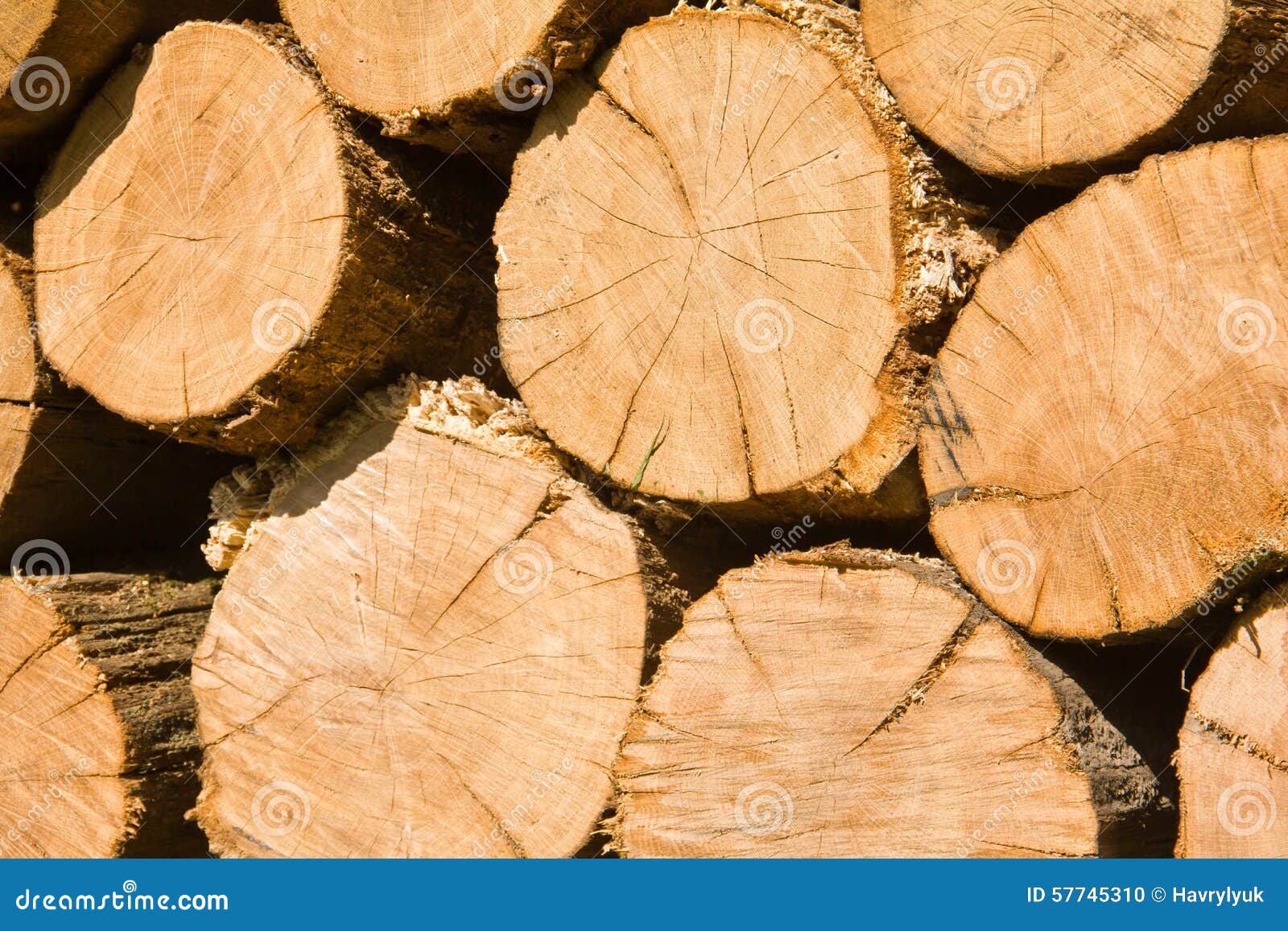 Cut wooden trunks stock photo. Image of hardwood, heap - 57745310