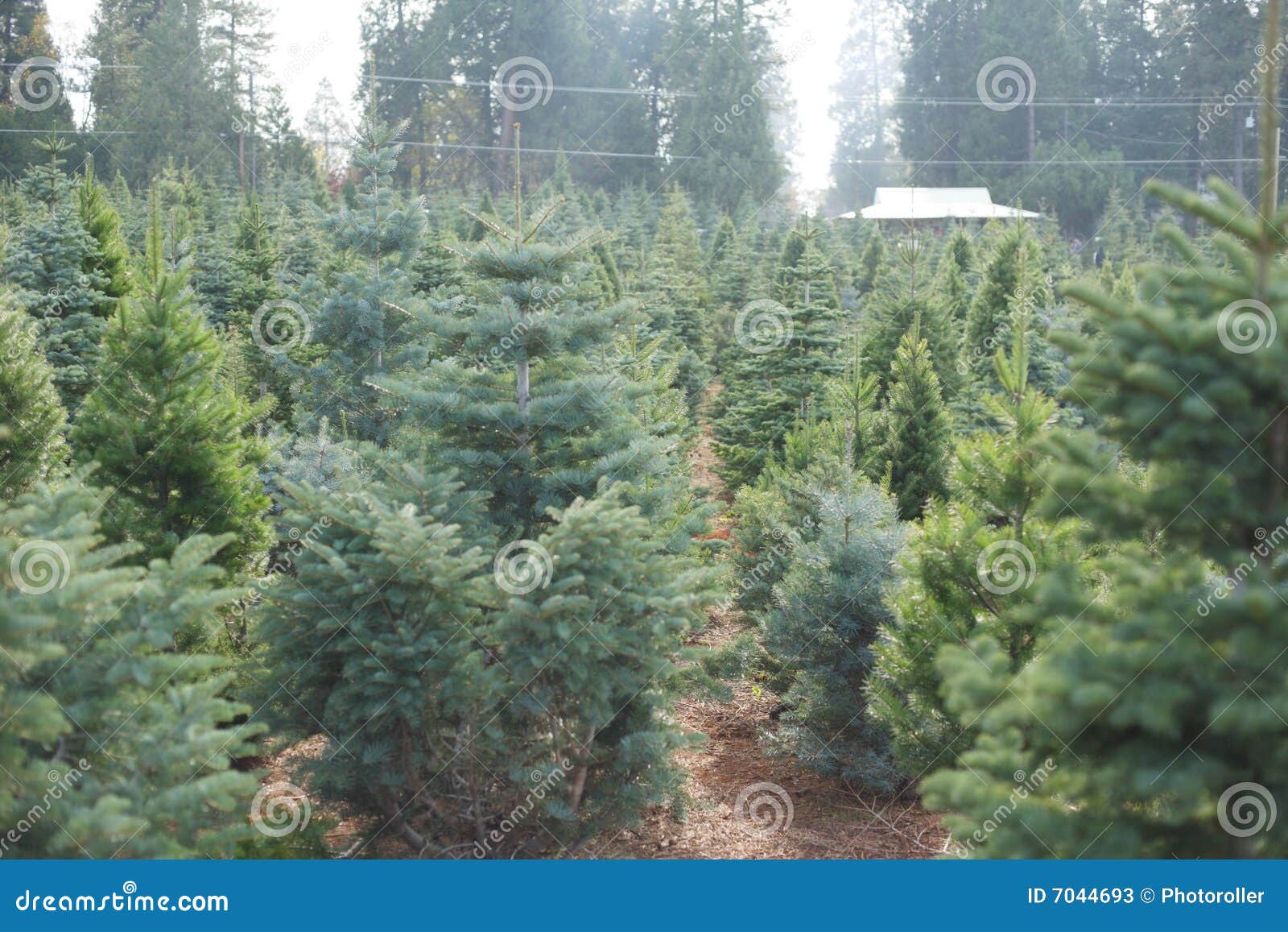 Cut Your Own Christmas Tree Lot Stock Image - Image of fresh, holiday ...
