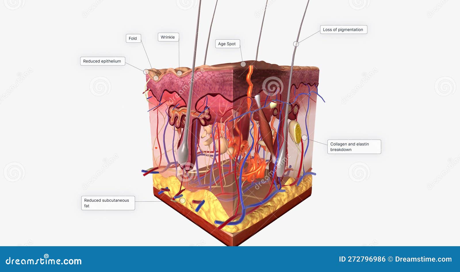 Cutaneous Aging in Skin Tissue Stock Illustration - Illustration of ...