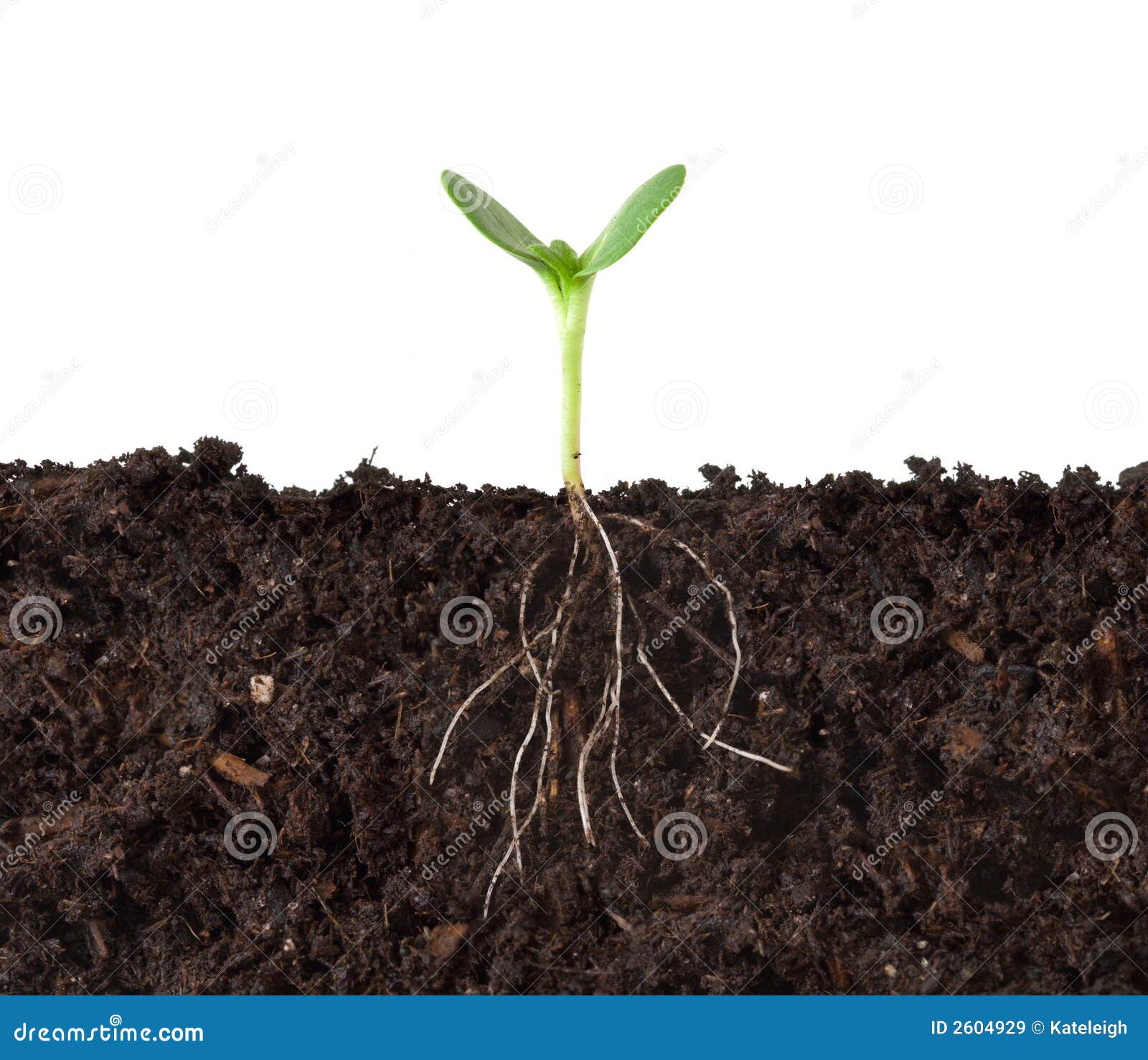 Cutaway Da Planta E Das Raizes Imagem de Stock - Imagem de sementeira ...