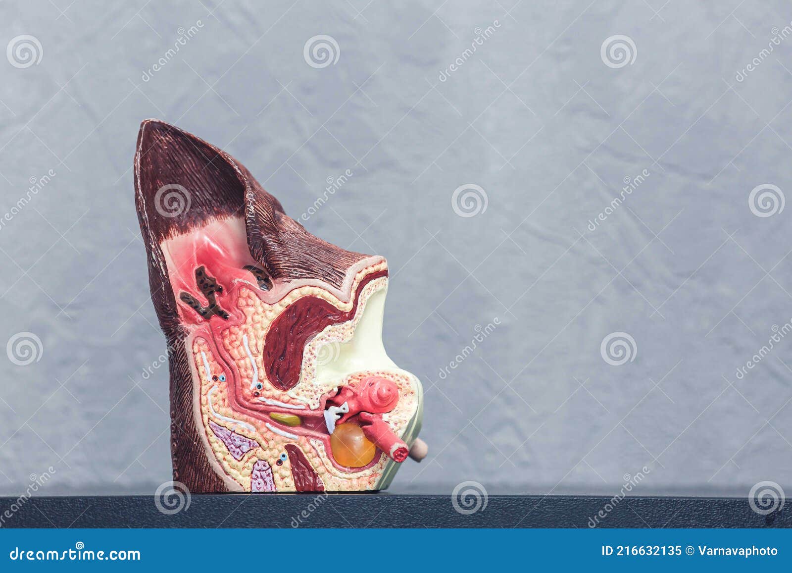 A Cutaway Plastic Model of a Sick Canine Ear Stock Image - Image of ...