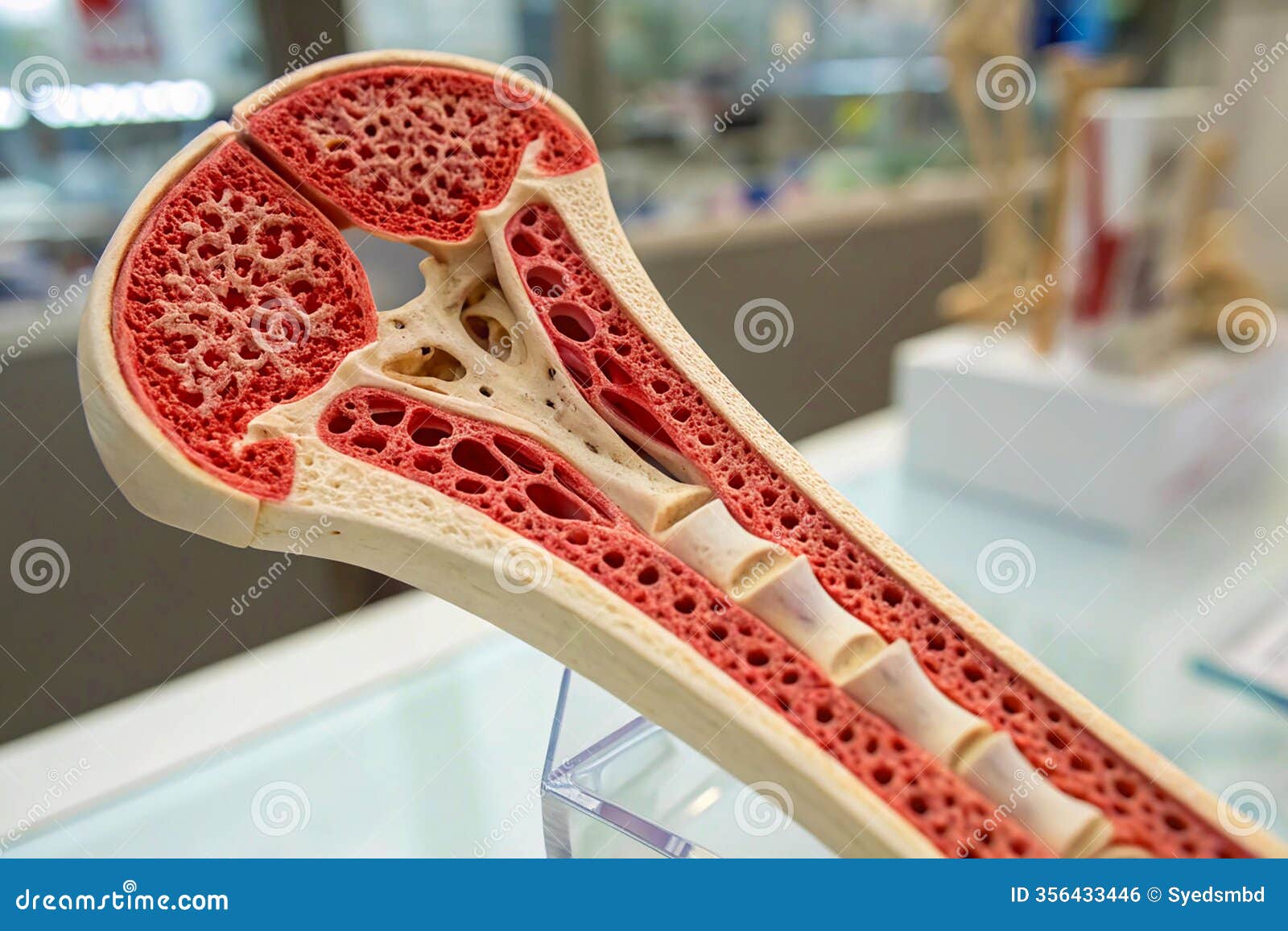 A Cutaway View of a Bone with Marrow Inside Stock Illustration ...