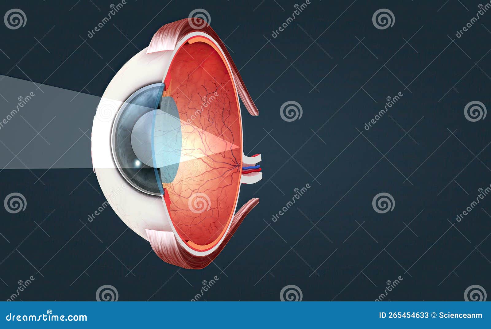Cutaway View of a Human Eye Stock Illustration - Illustration of ...