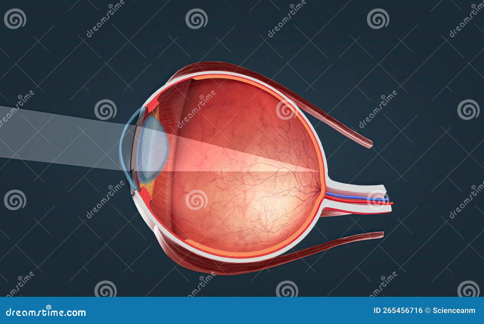 Cutaway View of a Human Eye Stock Illustration - Illustration of vision ...