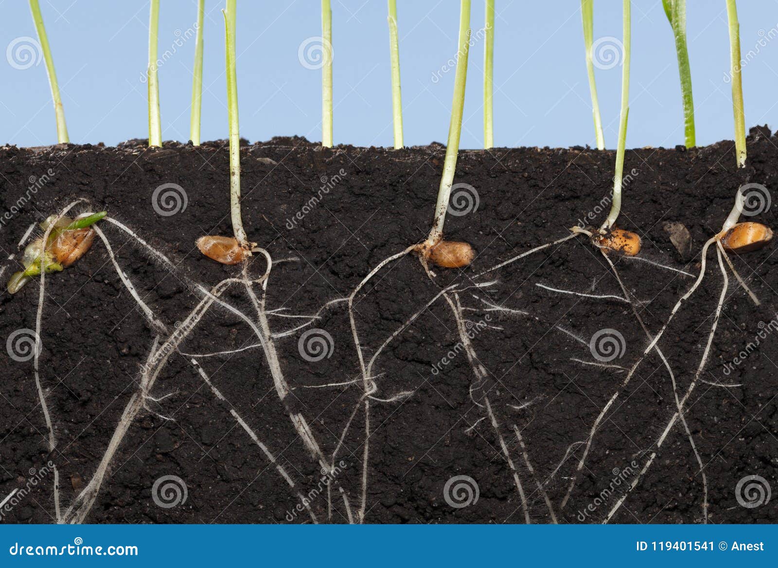 Roots of Wheat Germinated Seeds Stock Image - Image of earth ...