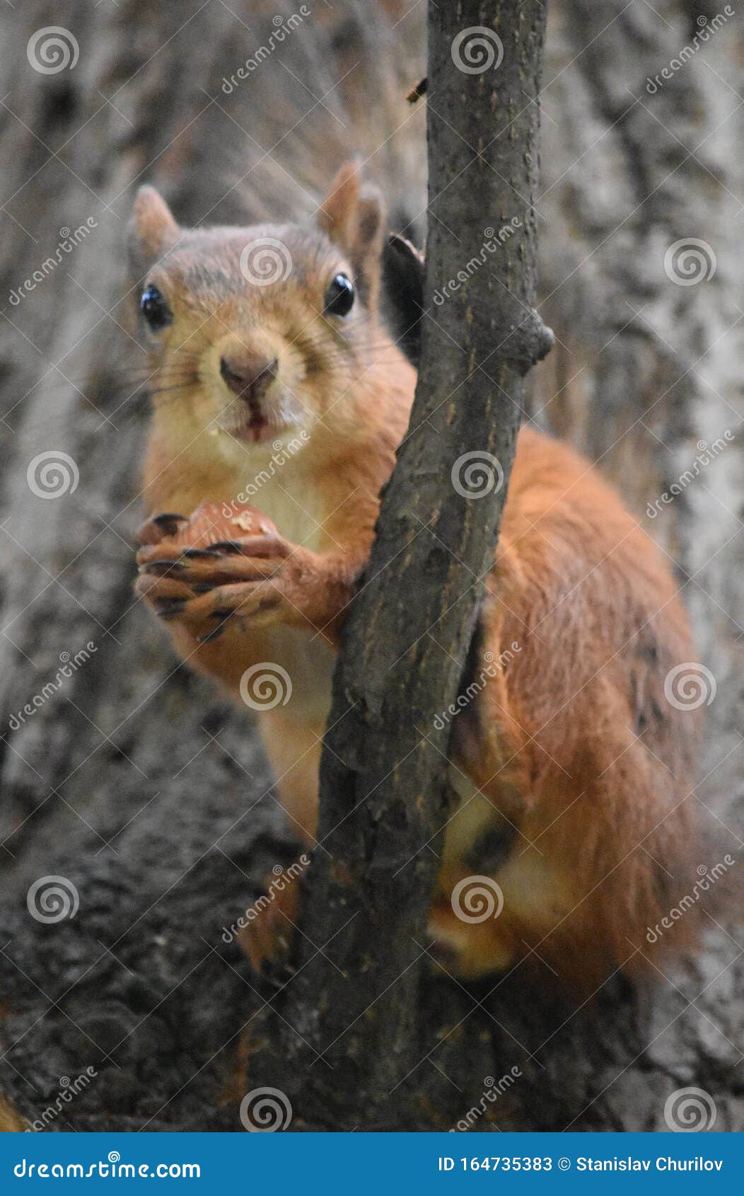 Cute stock image. Image of park, vsco, animals, squirrels - 164735383