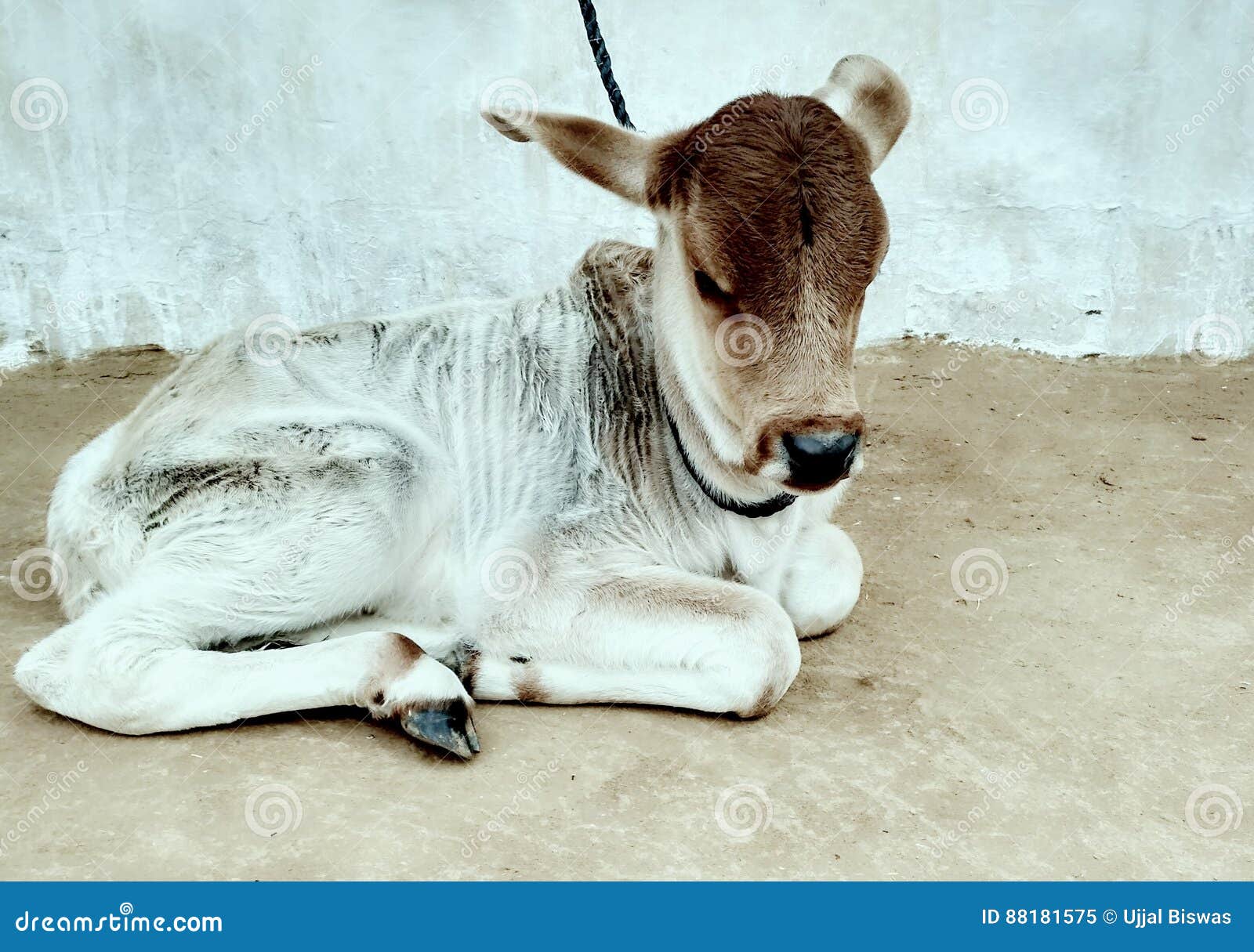 Cute stock image. Image of fauna, livestock, wildlife - 88181575