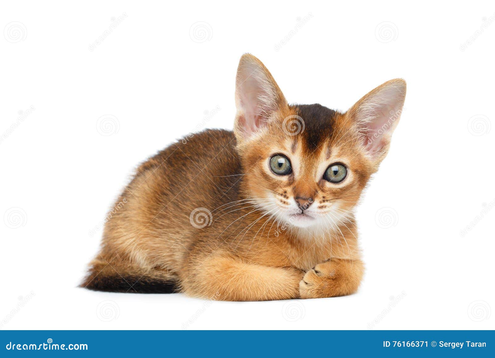 Cute Abyssinian Kitty Funny Lying on Isolated White Background Stock ...