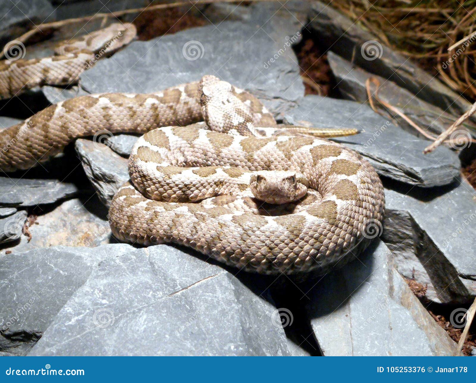 Cute adder babies stock photo. Image of animal, beige - 105253376