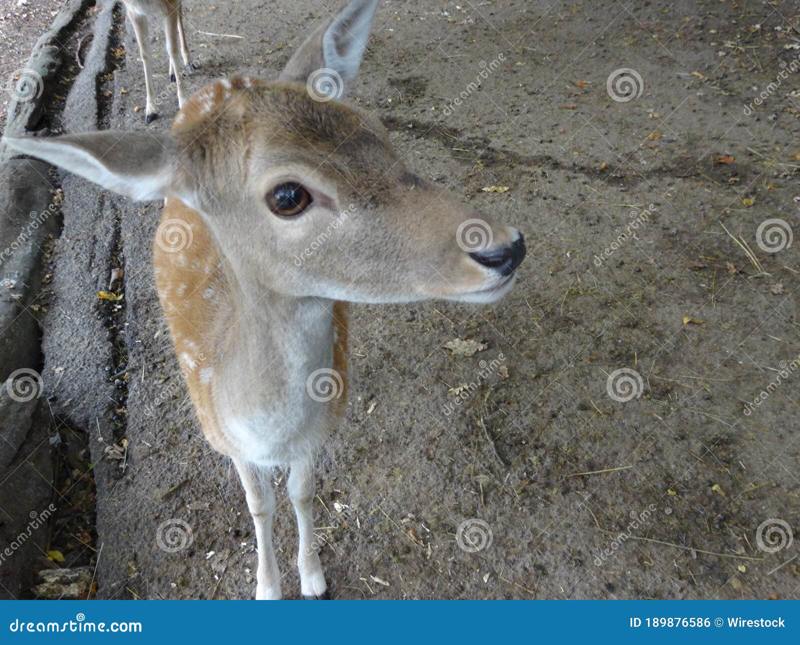 Cute and Adorable Brown Deer with Dots in the Zoo Stock Photo - Image ...