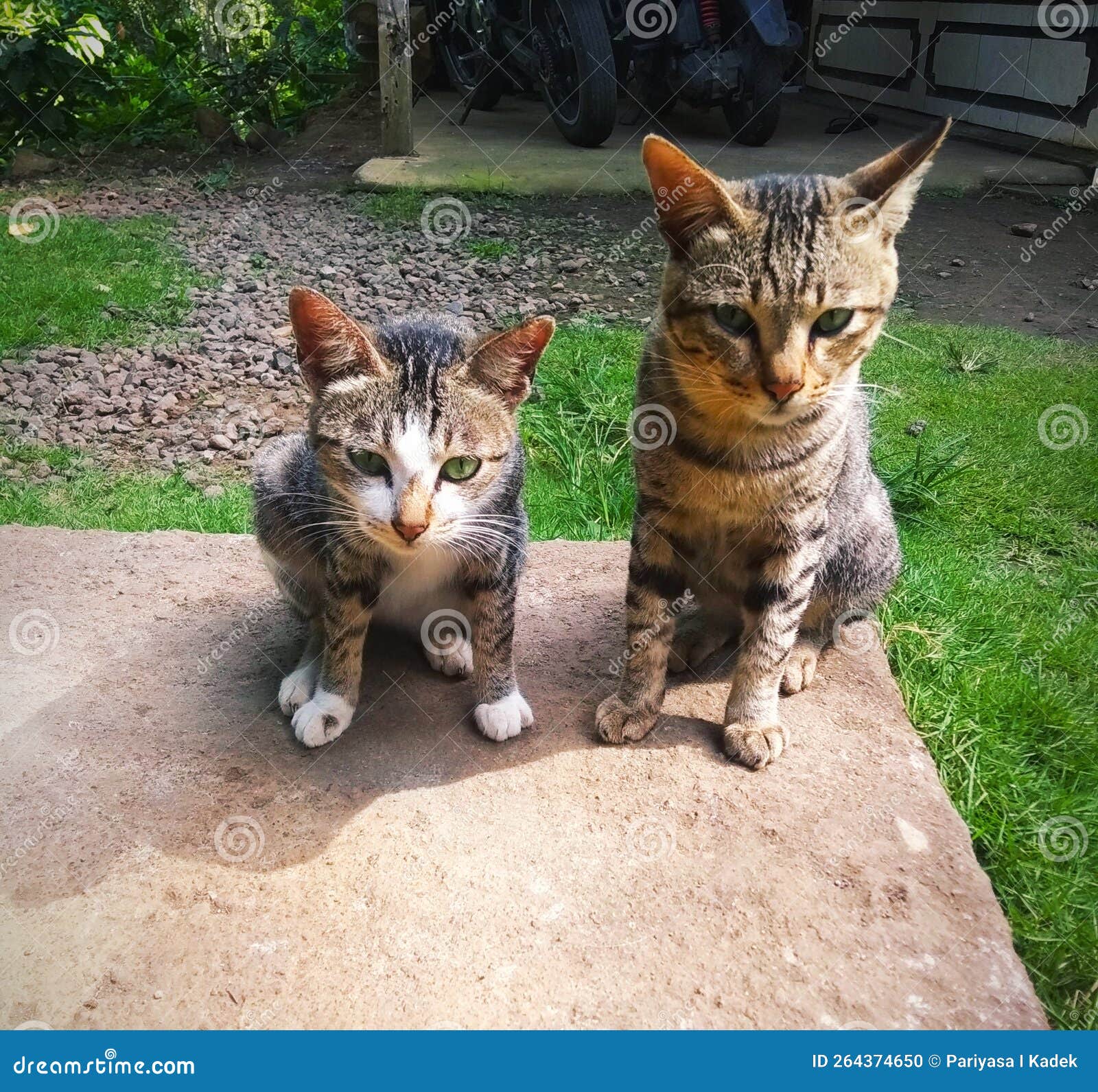 Cute and Adorable Cat Sunbathing Stock Photo - Image of sunbathing, cute: 264374650