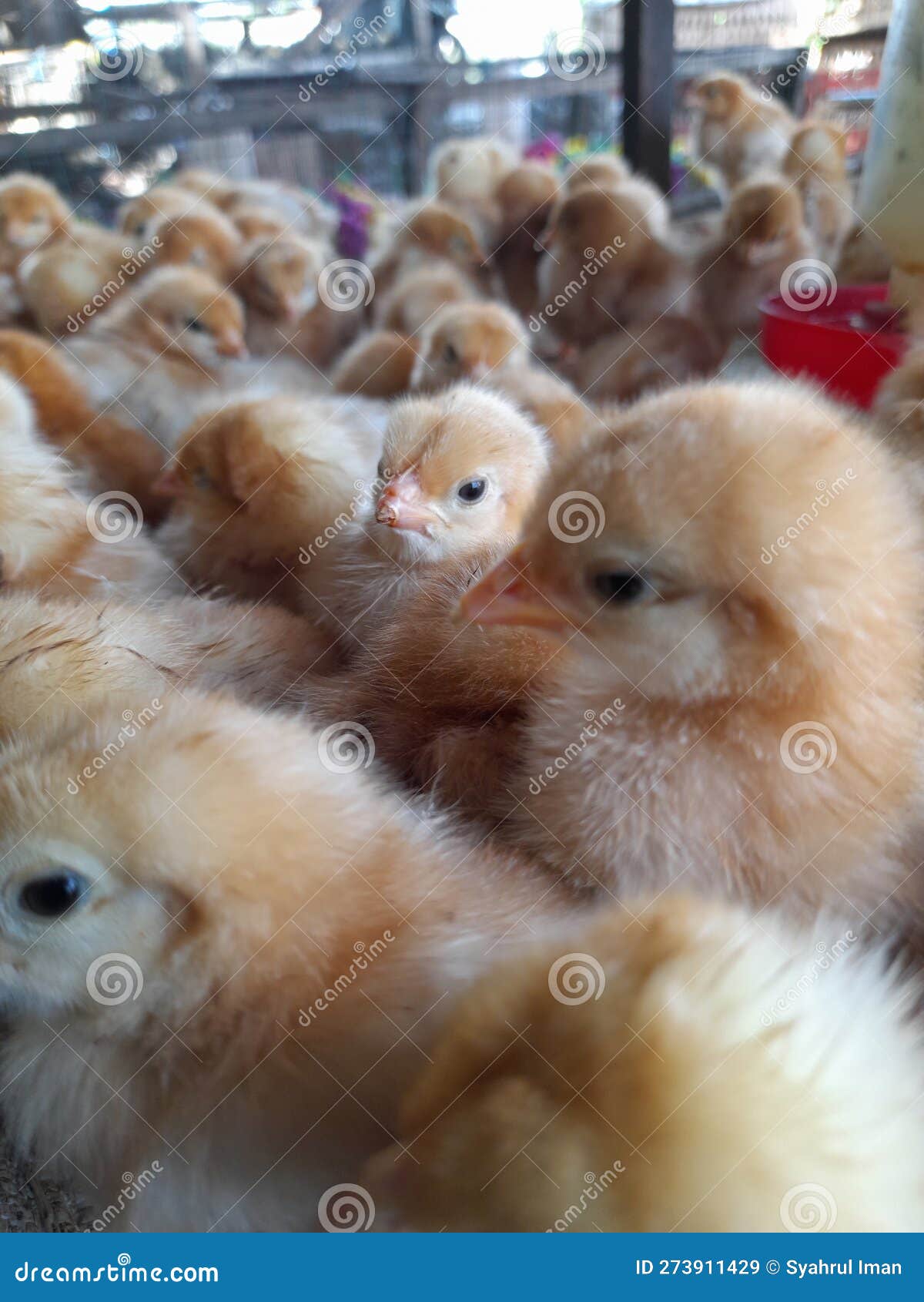 Cute and Cute Adorable Chicks that are Golden Brown Stock Image - Image ...