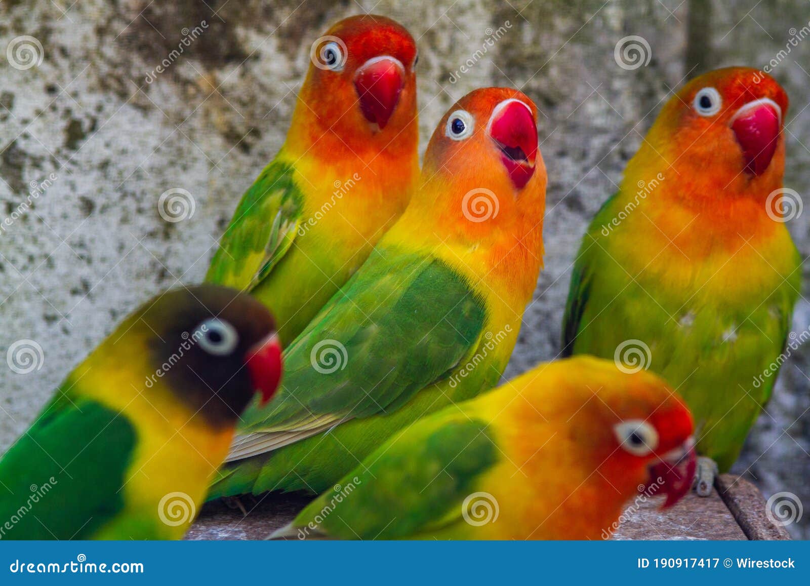 Cute, Adorable and Colourful Love Bird Parrots Stock Image - Image of ...