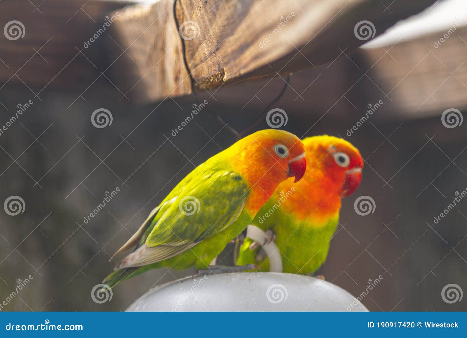 Cute, Adorable and Colourful Love Bird Parrots Stock Photo - Image of ...