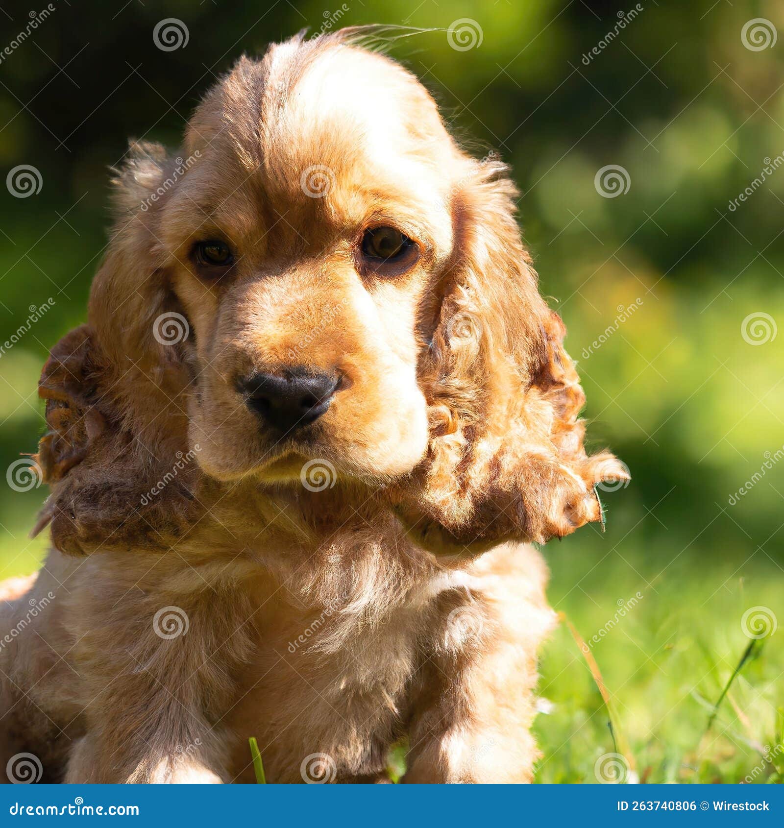 Cute and Adorable English Cocker Spaniel in the Park Stock Photo ...