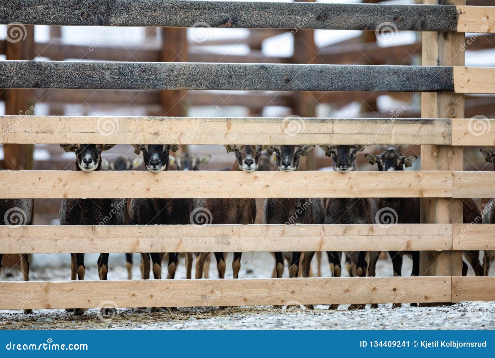 Cute Adorable Farm Goats Standing in a Row Stock Image - Image of cute ...