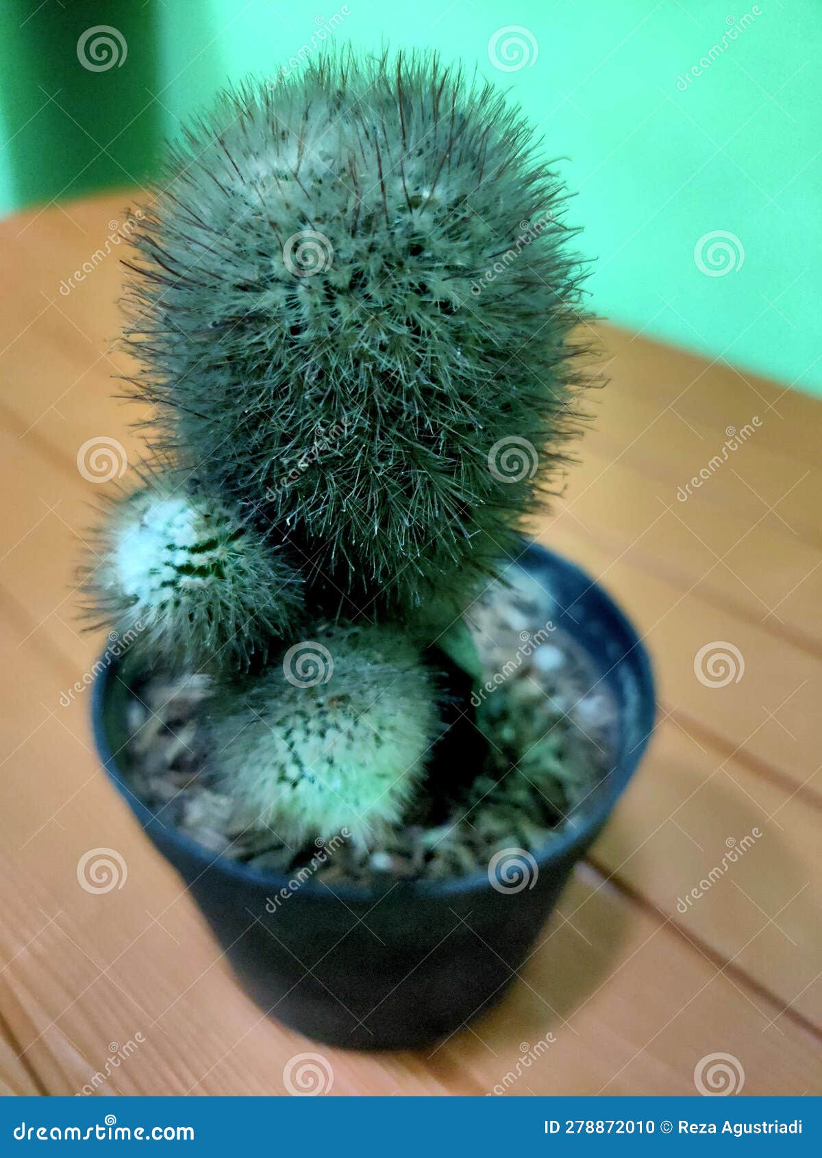 Cute and Adorable Little Cactus Stock Photo - Image of cactus, little ...
