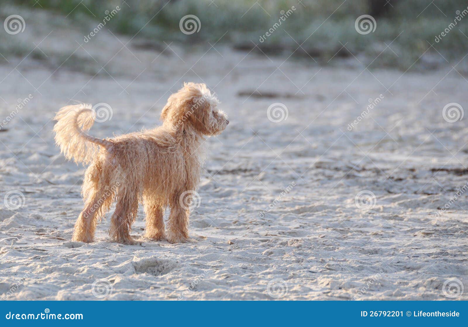 A Cute Adorable Little Scruffy Dog Alone on Beach Stock Image - Image ...