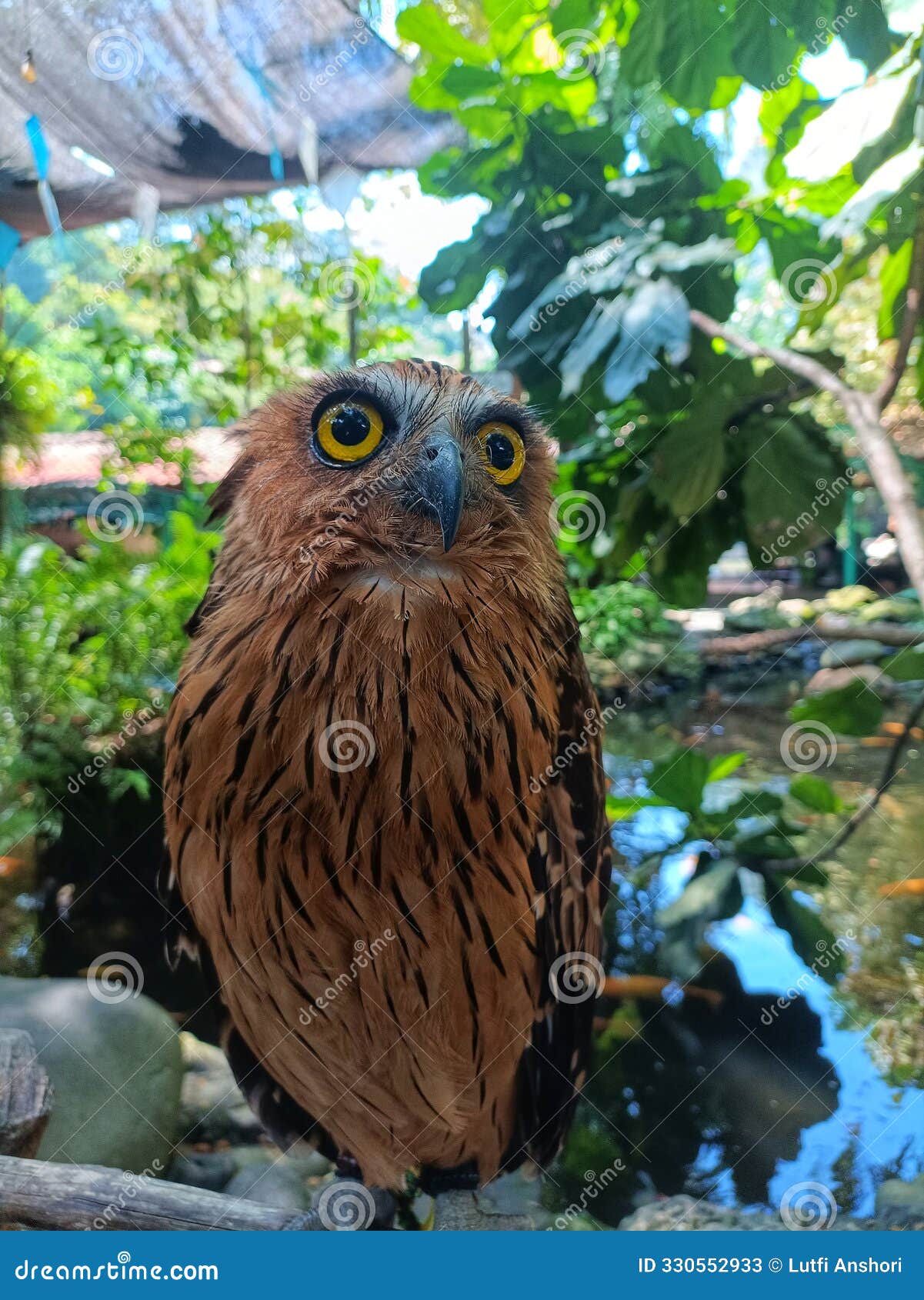 Cute and Adorable Owl Perched on a Tree Branch Stock Image - Image of ...