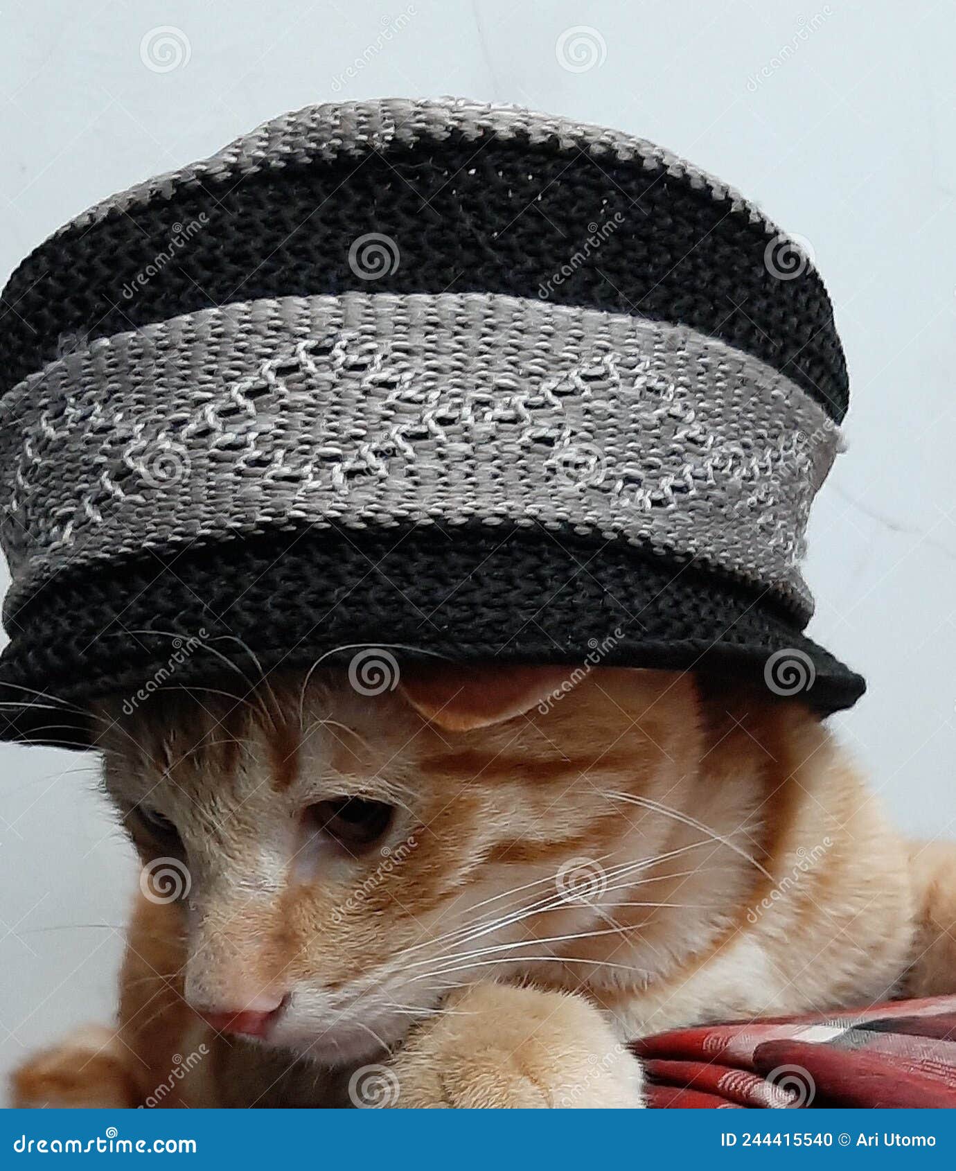 Cute and adorable oyen cat stock photo. Image of clothing - 244415540