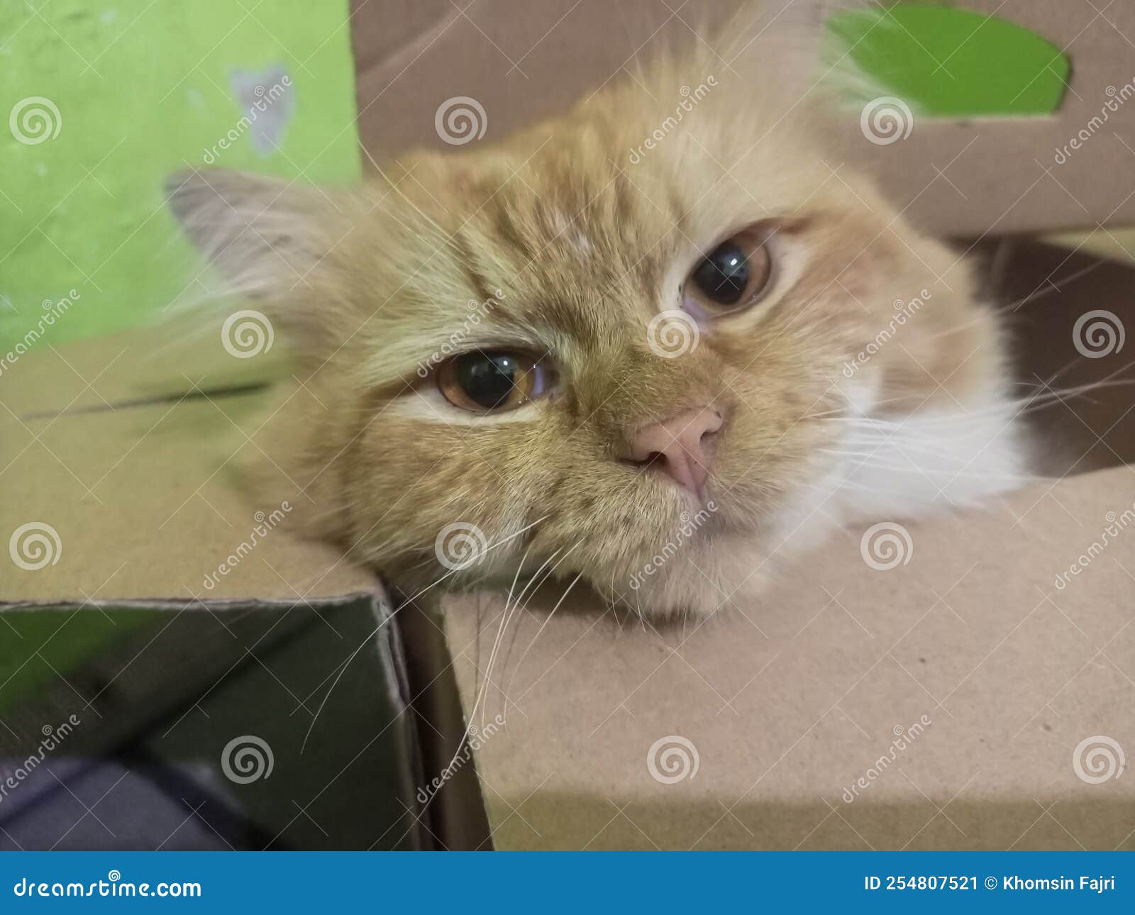 Cute and Adorable Pose of an Orange Cat Playing in a Cardboard Box ...
