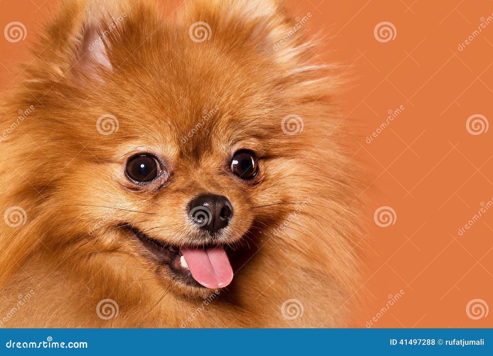 Cute, adorable spitz stock photo. Image of close, adorable - 41497288