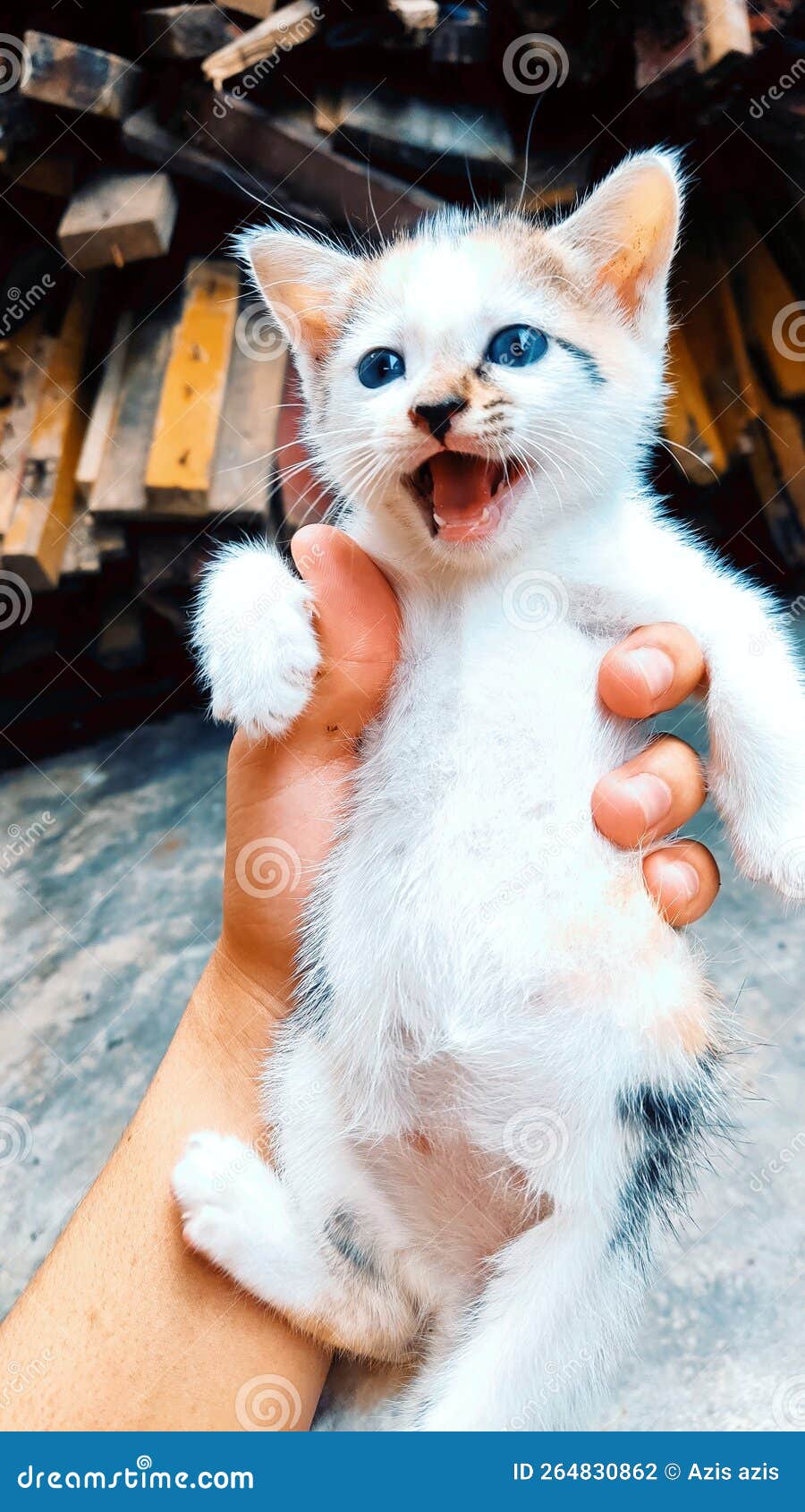 Cute and Adorable Striped Cat for Wallpaper Stock Photo - Image of cute ...