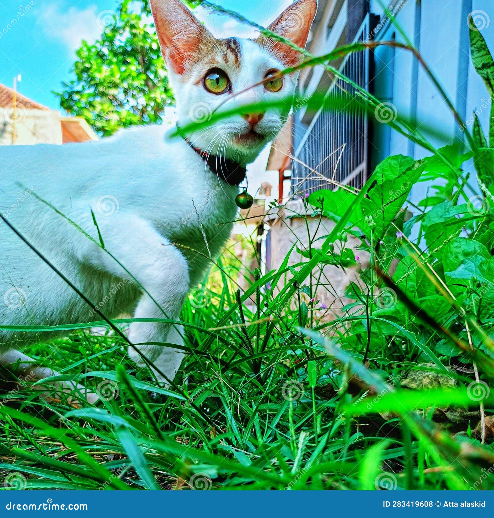 Cute and Adorable White Cat is Playing in the Yard Stock Photo - Image ...