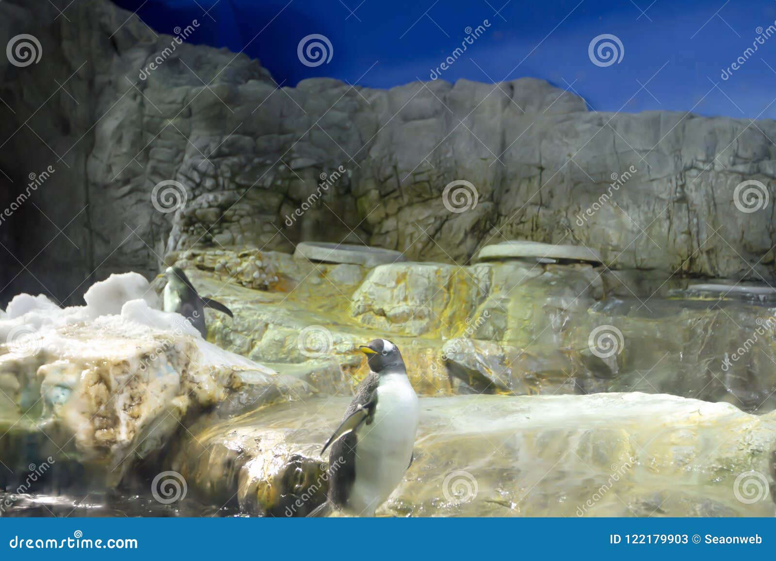 The Cute Affectionate Penguin Couple at the Zoo Editorial Stock Photo ...