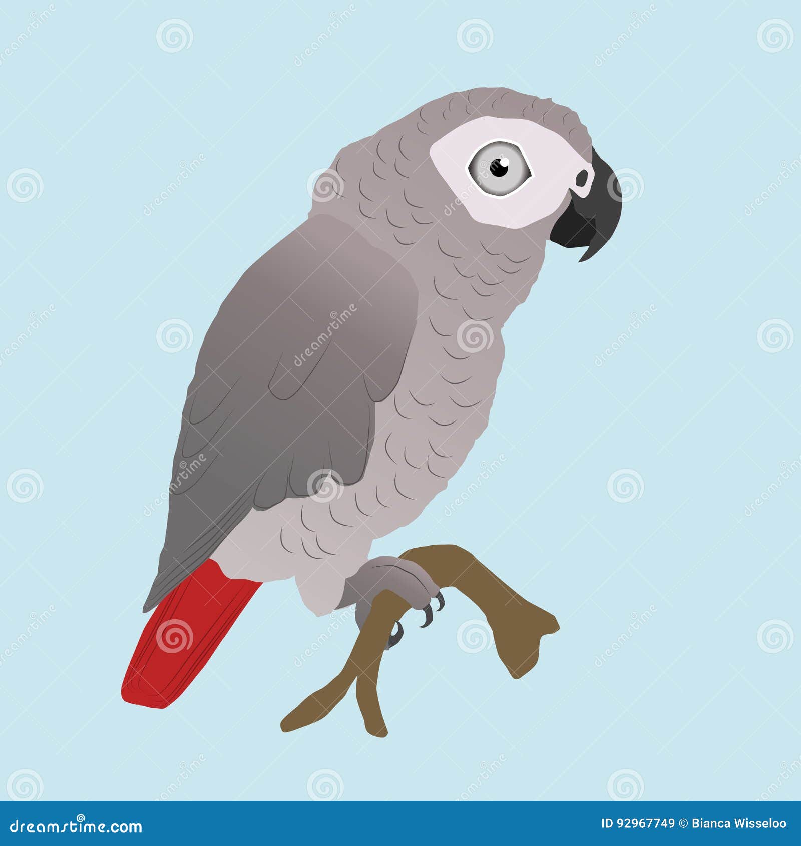 African Grey Parrot Skeleton Vector Silhouette Illustration Isolated On ...