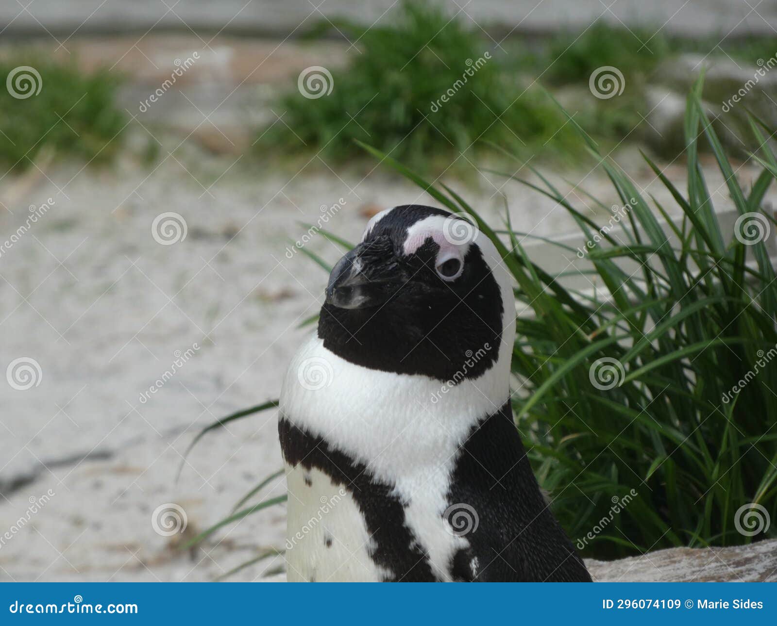 An African Penguin in the Grass Stock Image - Image of penguin, side ...