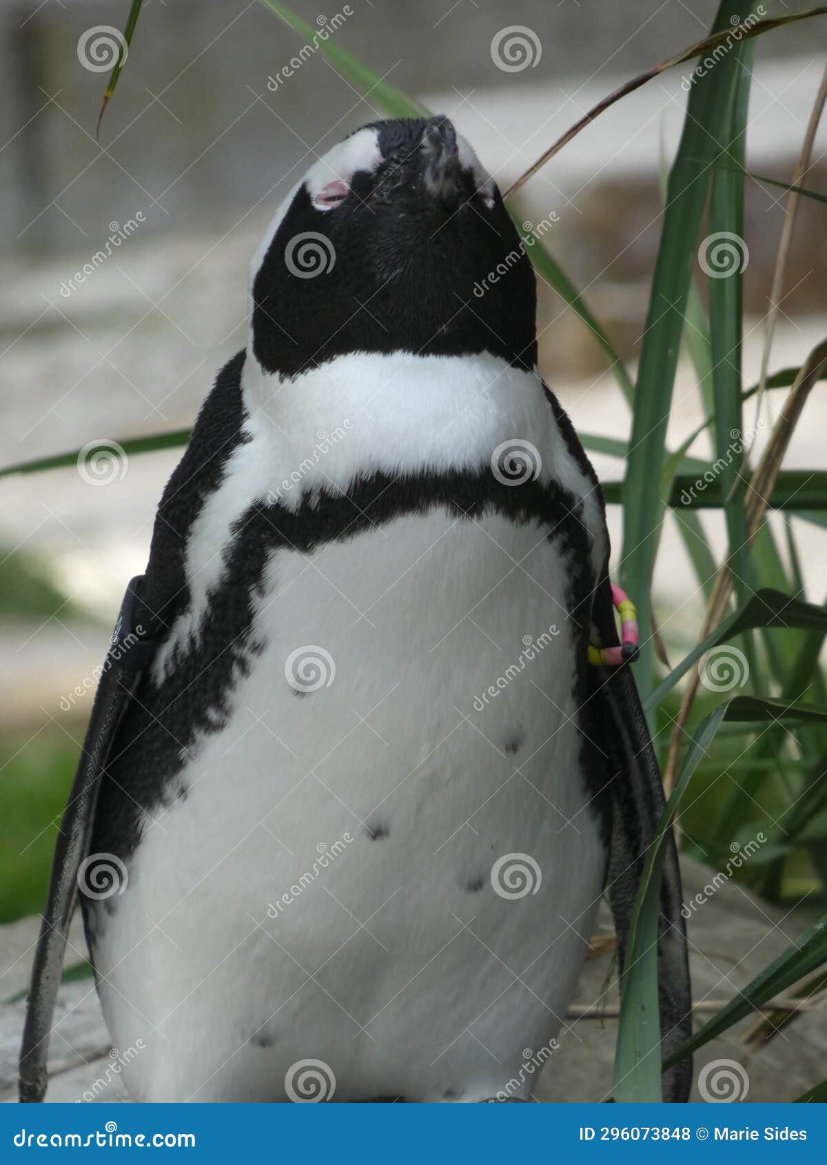 Front View of an African Penguin Stock Photo - Image of cute, grassy ...