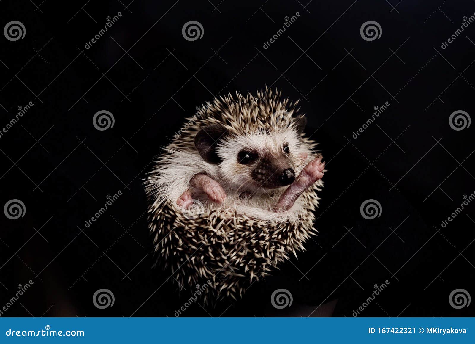 Cute African Pygmy Hedgehog Lying on Its Back. Funny Hedgehog on Black ...