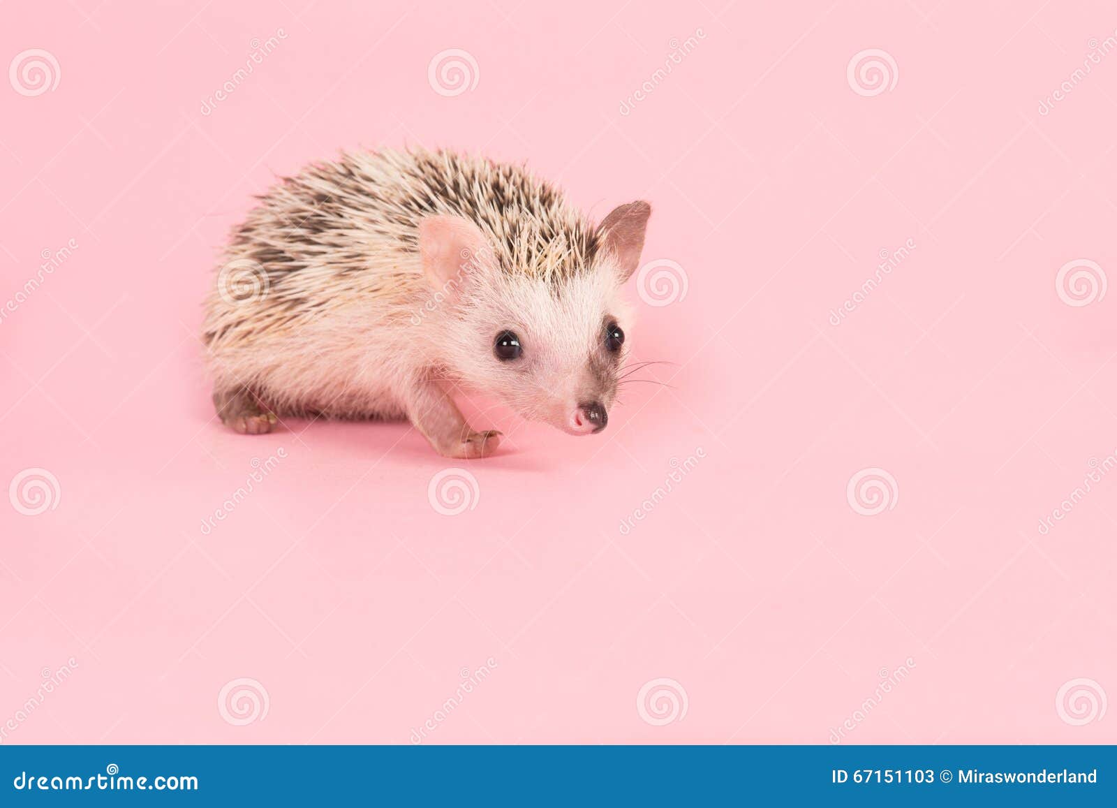 975 Hedgehog Pink Background Photos - Free & Royalty-Free Stock Photos ...