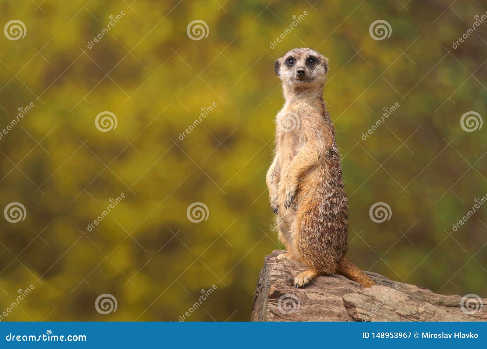 Cute African Suricate Suricata Suricatta Stock Image - Image of little ...