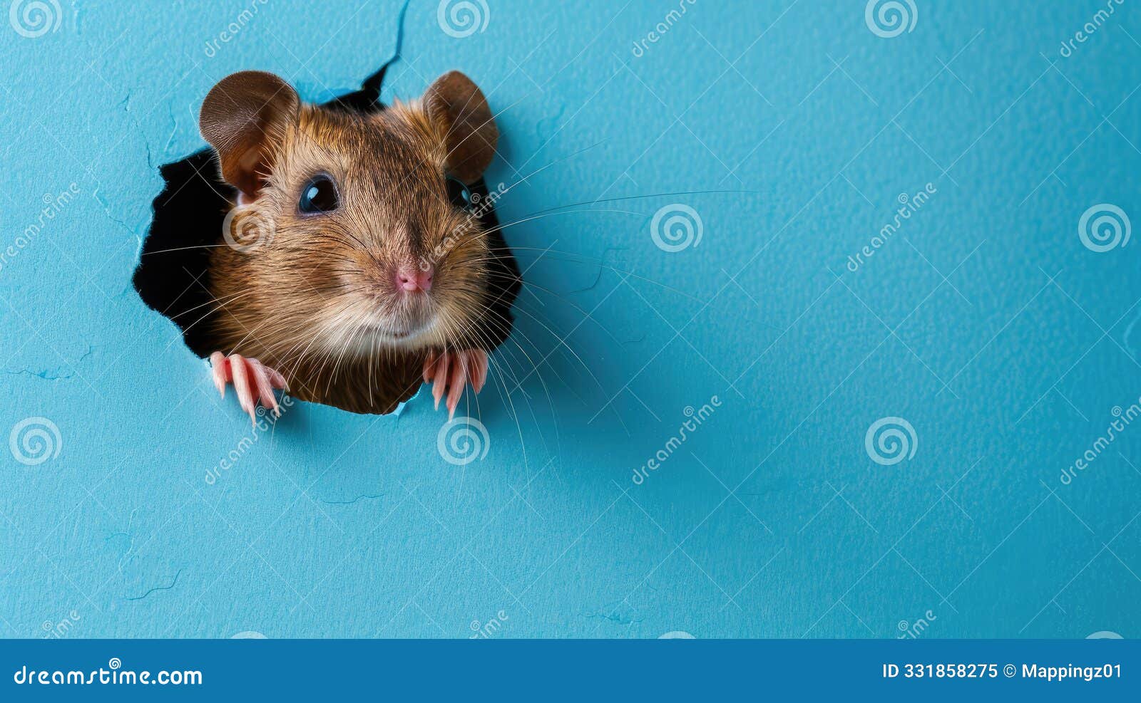 Cute Agouti Peeking through a Hole Stock Illustration - Illustration of ...