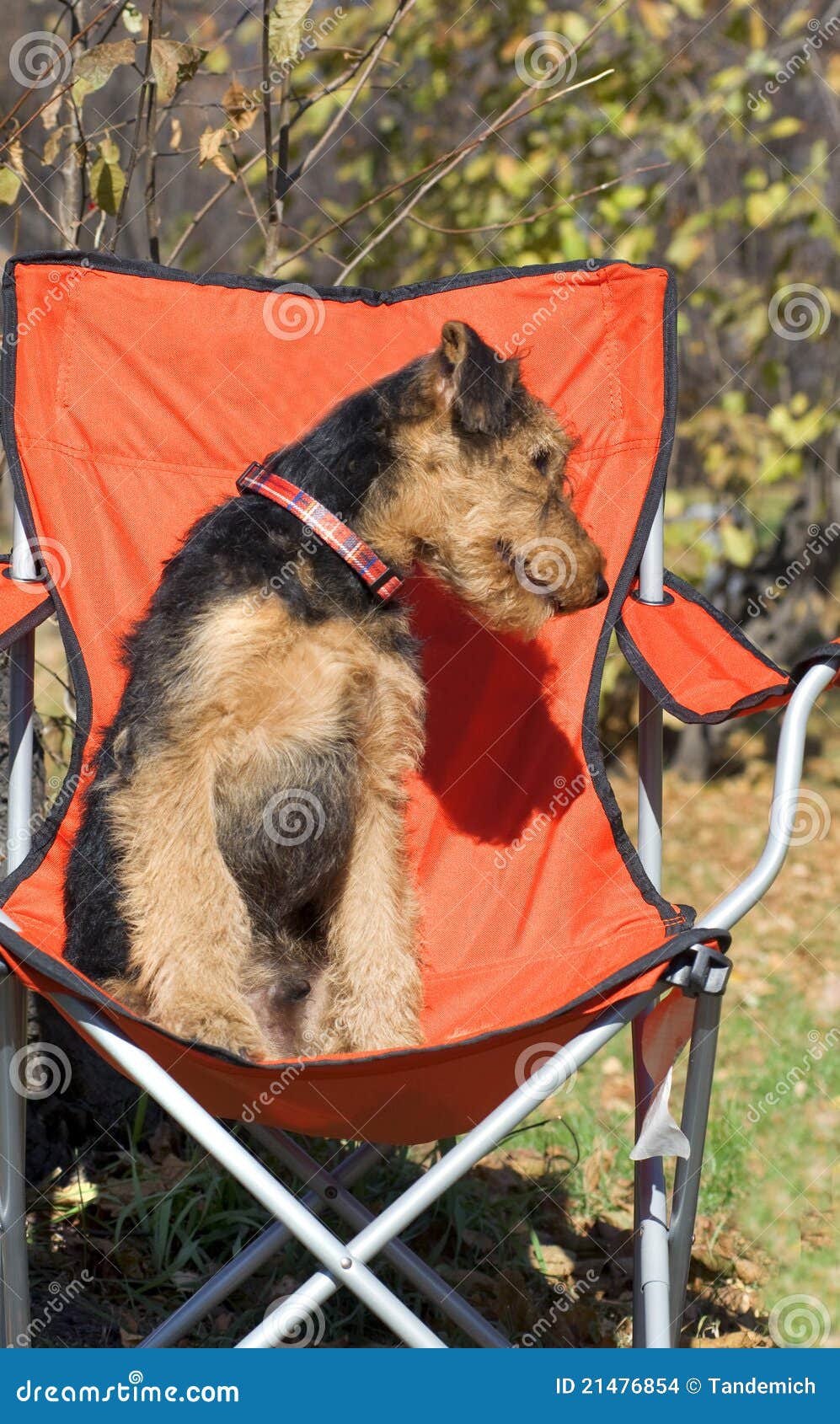 Cute Airedale Puppy Sitting Chair Stock Photo - Image of burrow, hair ...