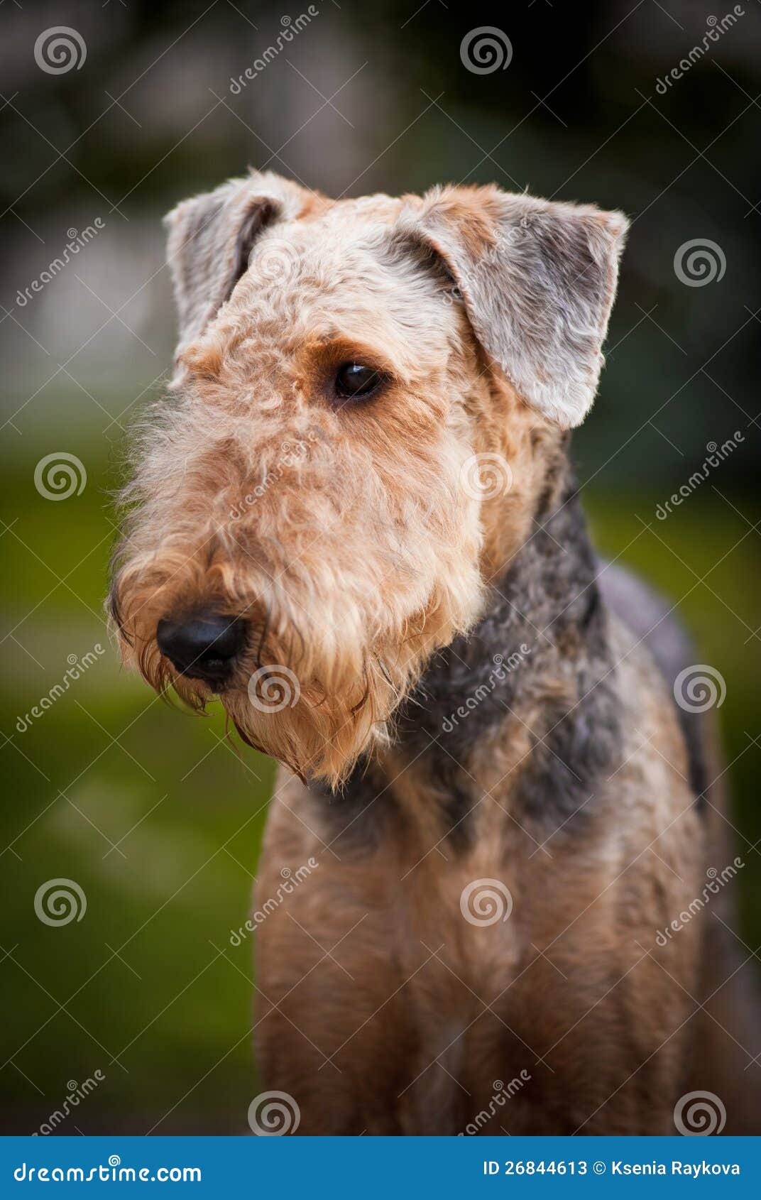 Cute Airedale Terrier Portrait Stock Image - Image of outdoors, happy ...