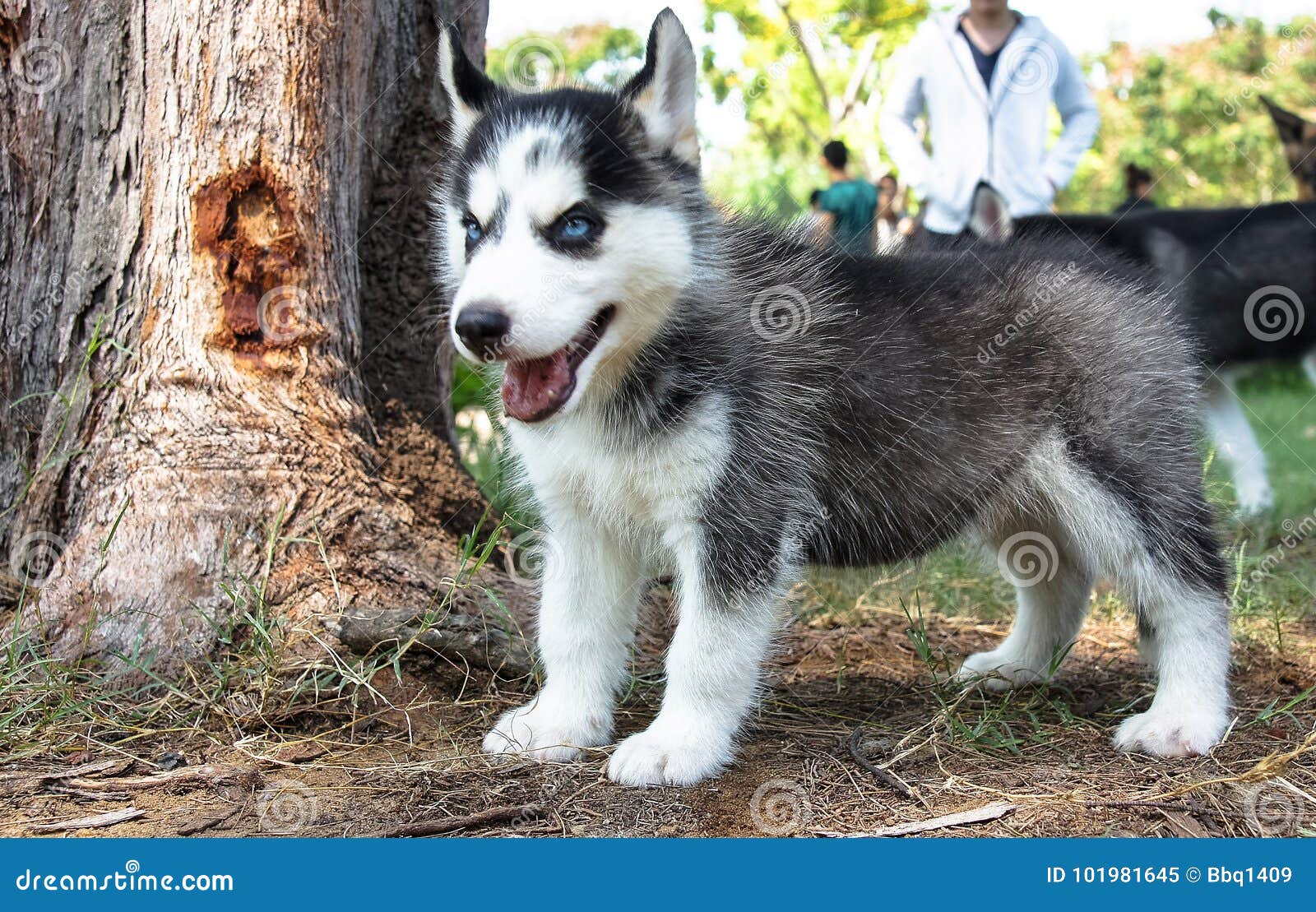 A cute alaska puppy stock image. Image of portrait, studio - 101981645