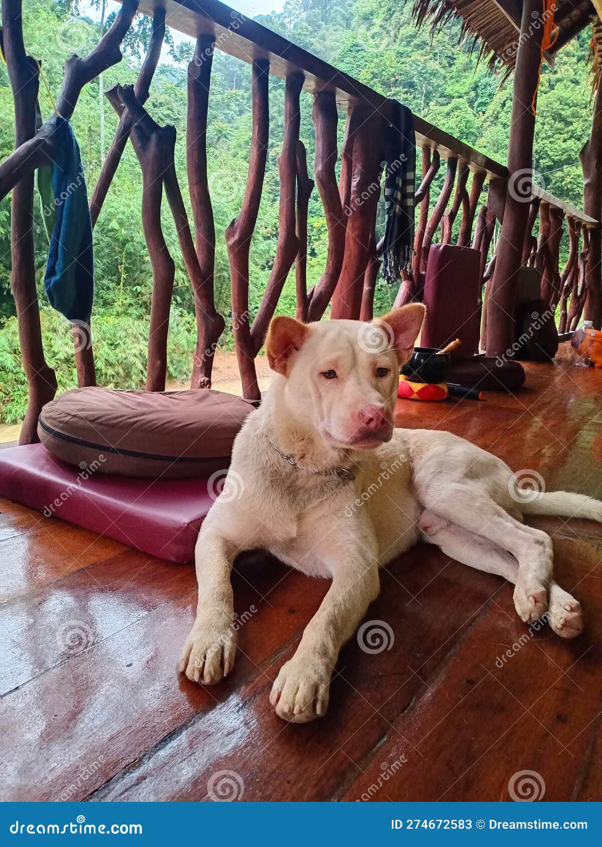 Cute albino dog stock image. Image of albino, beauty - 274672583